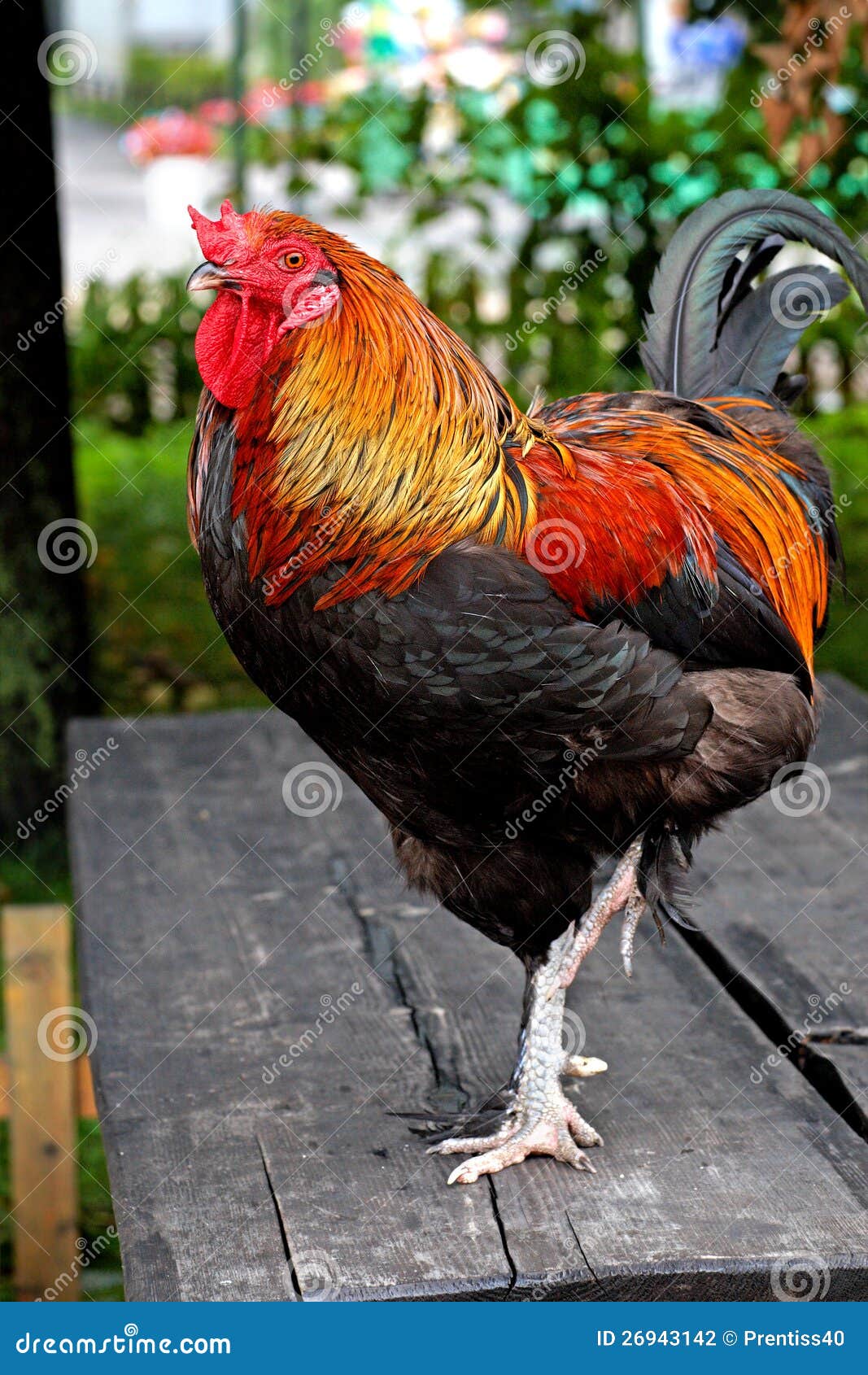 Gamecock on table stock photo. Image of paws, black, portrait - 26943142
