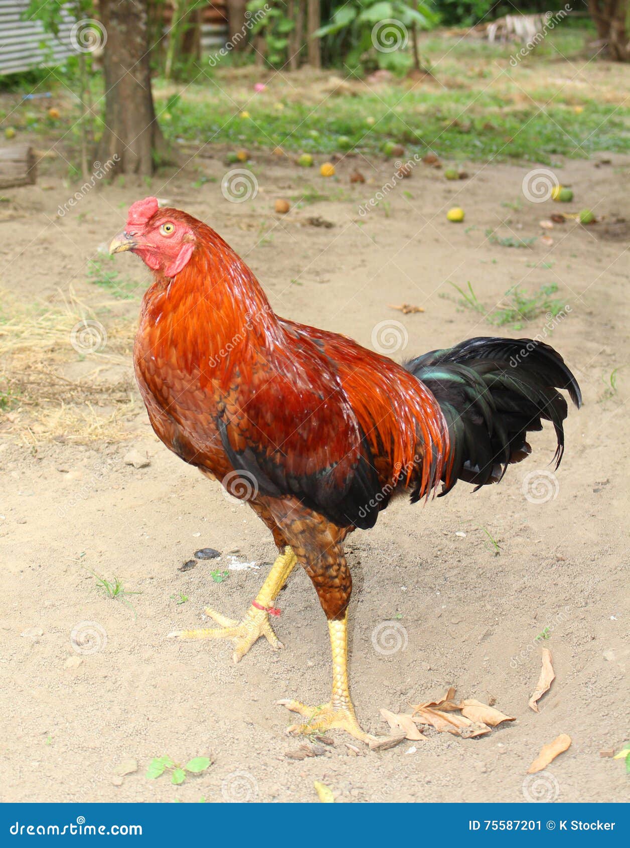 Gamecocks is Beautiful at Thailand Stock Image - Image of grouse ...