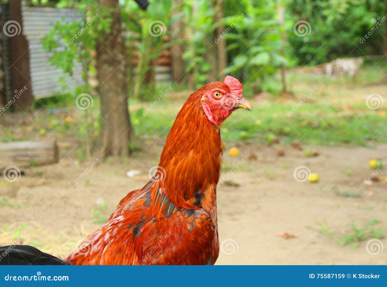 Gamecocks is Beautiful at Thailand Stock Image - Image of plumage ...