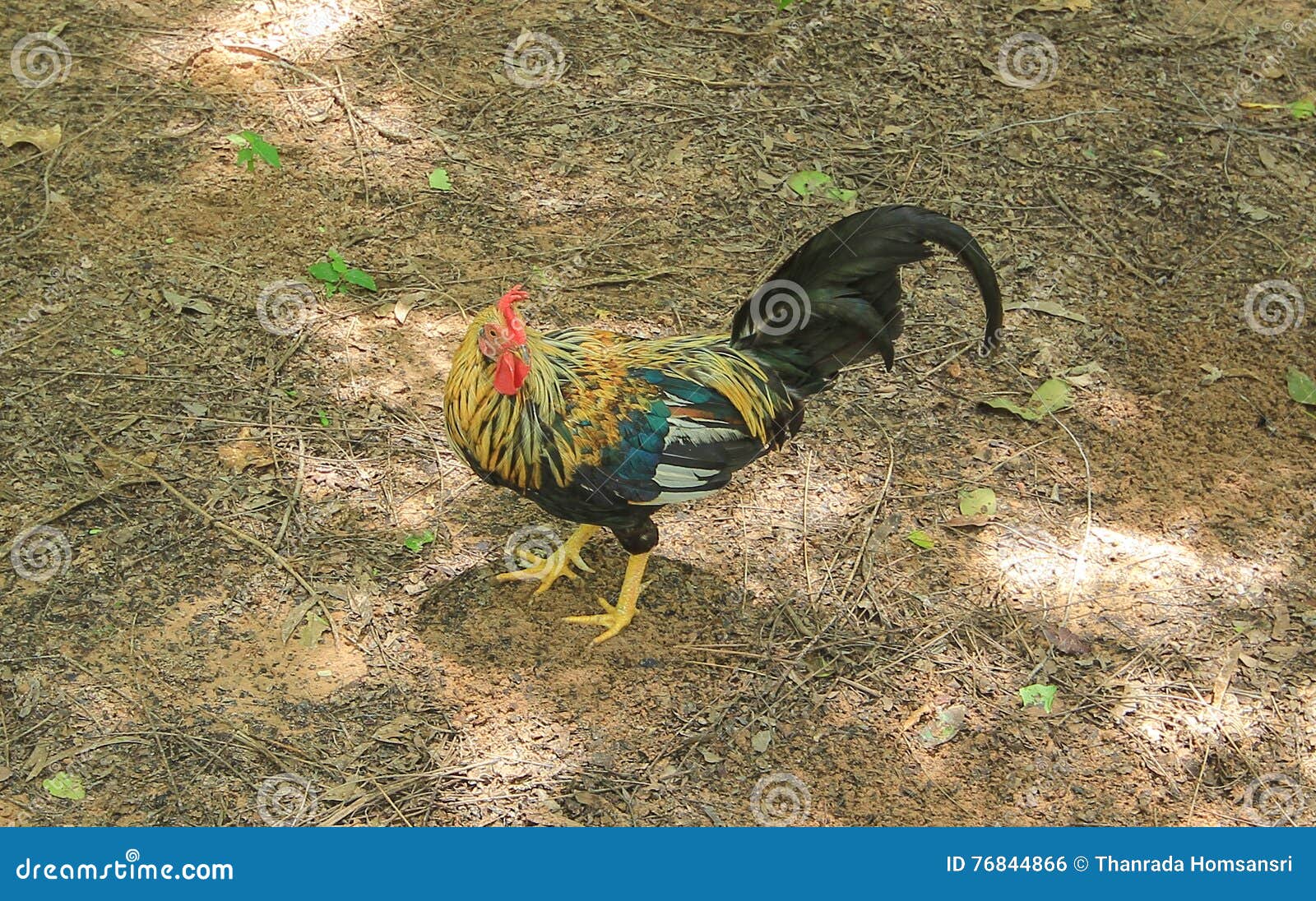 Gamecocks stock photo. Image of crest, foul, garden, grand - 76844866