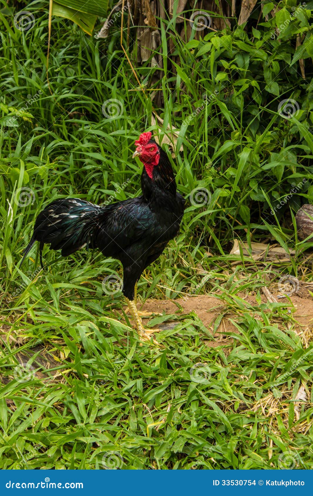The Gamecocks male green stock photo. Image of agriculture - 33530754