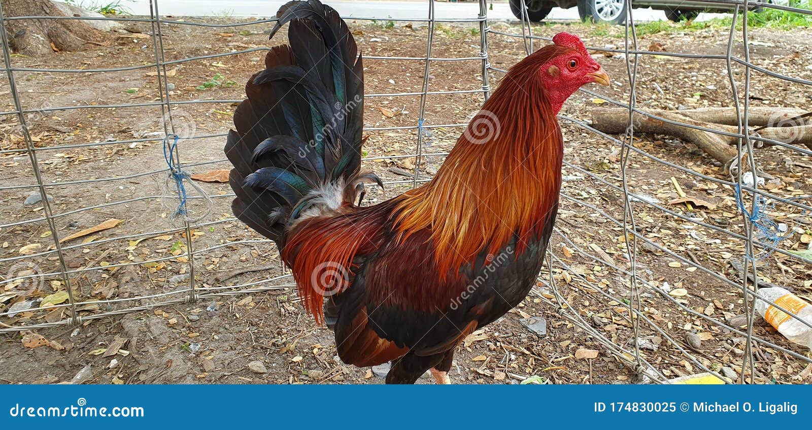 Gamefowl Fighting Cock Rooster Royalty-Free Stock Photo | CartoonDealer ...