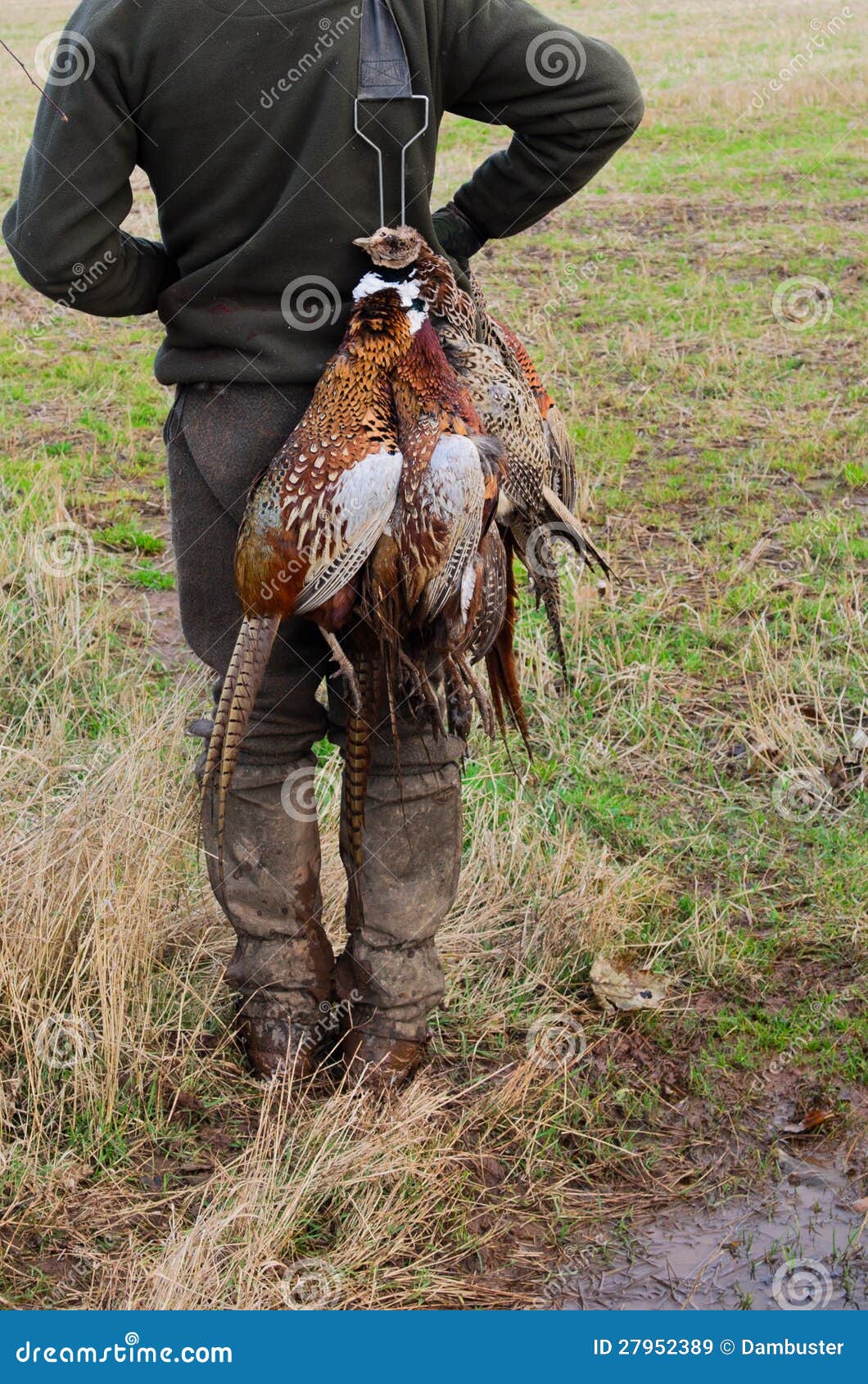 Gamekeeper at work stock image. Image of pedigree, gamekeeper - 27952389