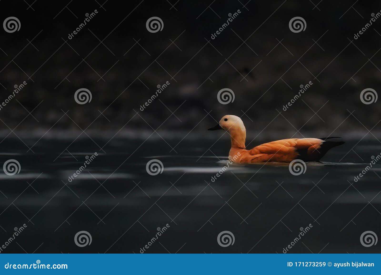 Ruddy shell duck stock image. Image of migratory, frame - 171273259