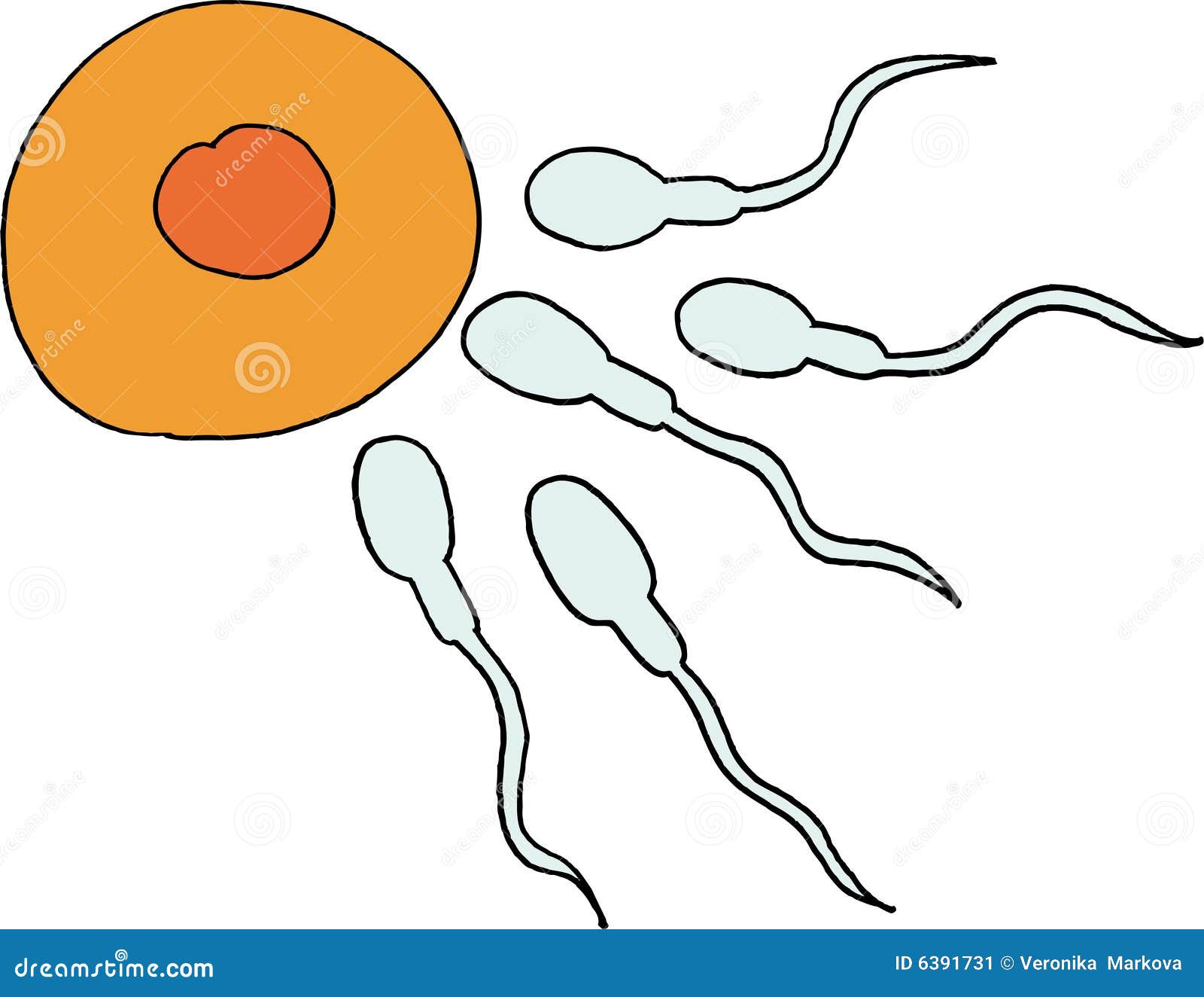 Gameti illustrazione vettoriale. Illustrazione di inseminazione - 6391731