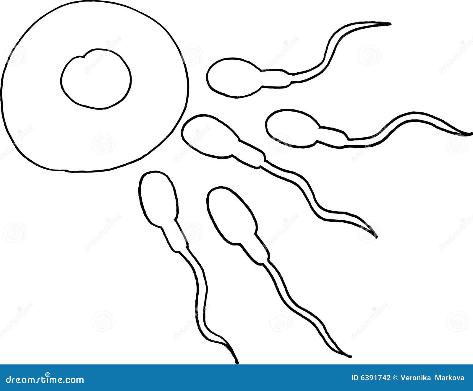 Gametos ilustración del vector. Ilustración de esperma - 6391742