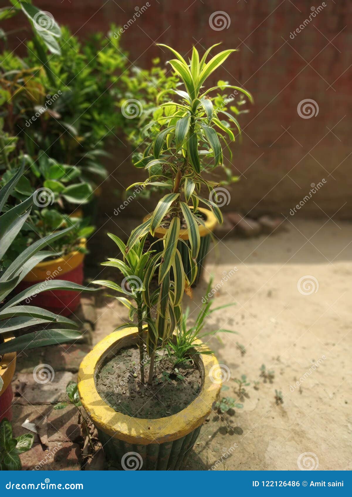 Gamla stock photo. Image of click, gamla, tree, beautiful - 122126486