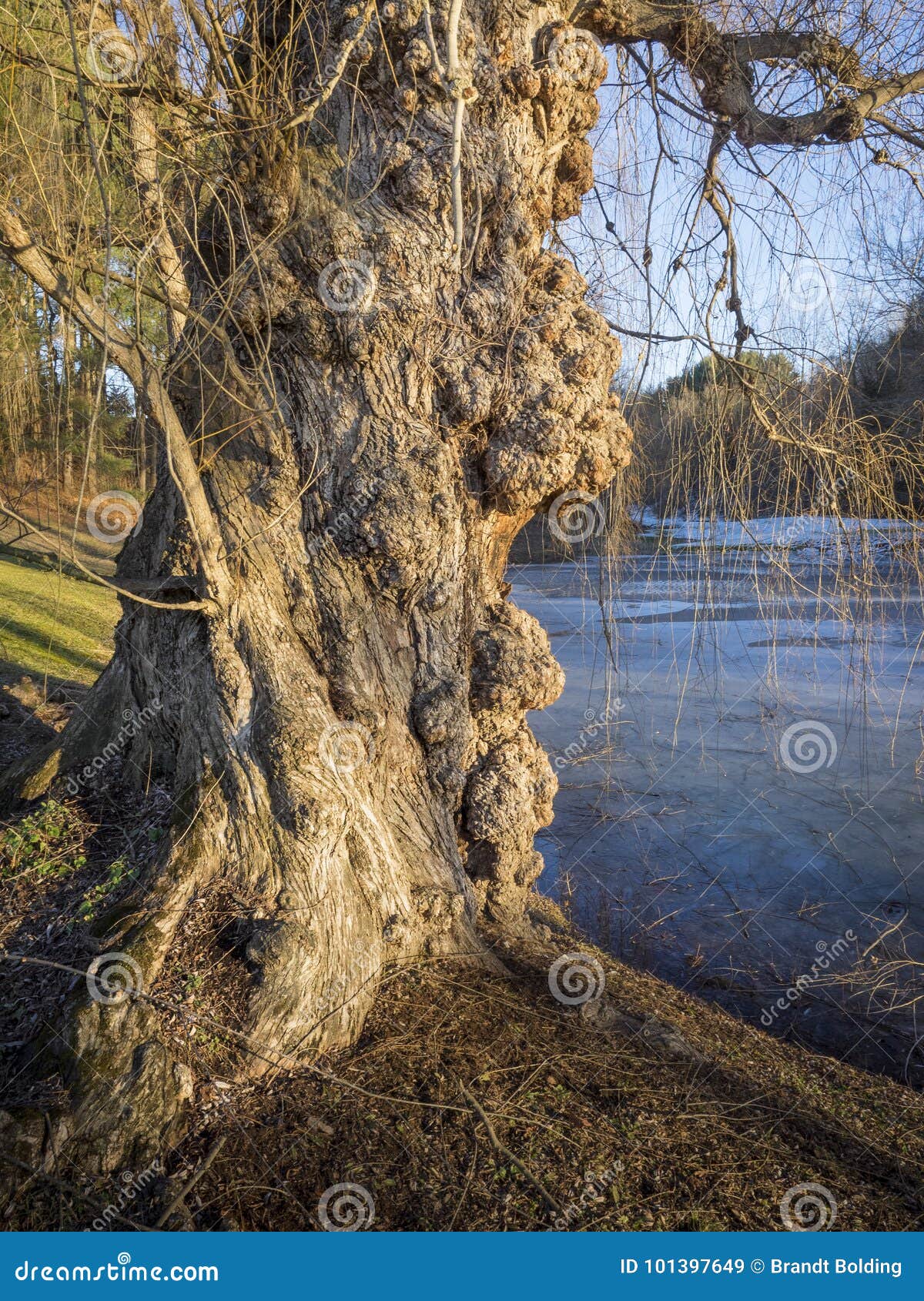 Gamla Knotiga Willow Tree Vid Ett Damm Fotografering för Bildbyråer ...