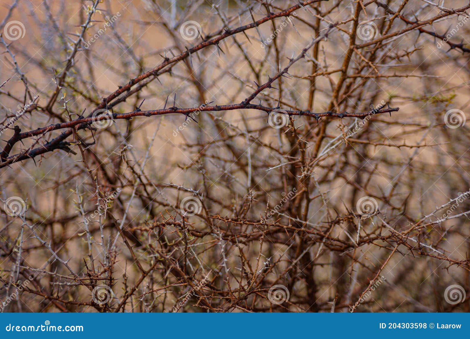 Gamla Torra Buskar I En Djungel Arkivfoto - Bild av torr, fara: 204303598