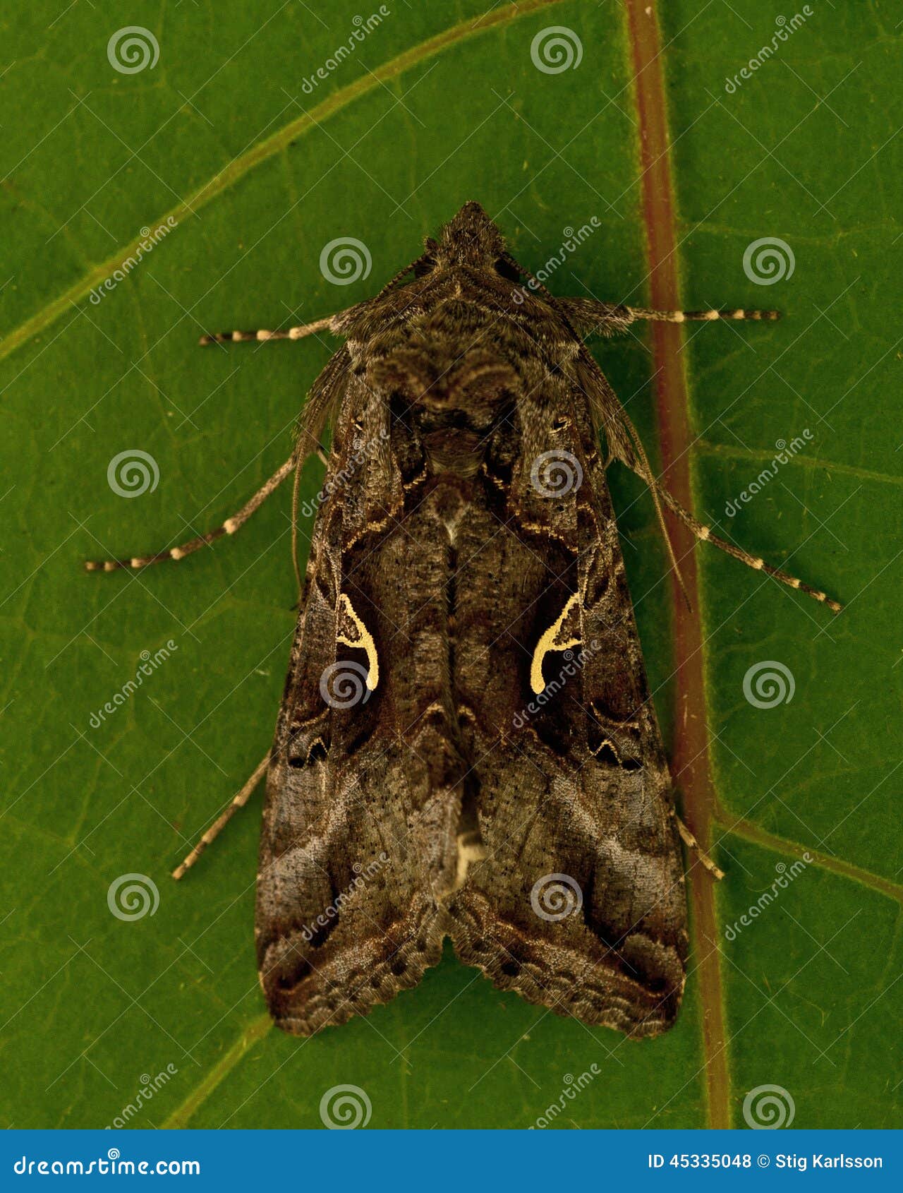 Gammafly Autographa gamma stock photo. Image of entomology - 45335048
