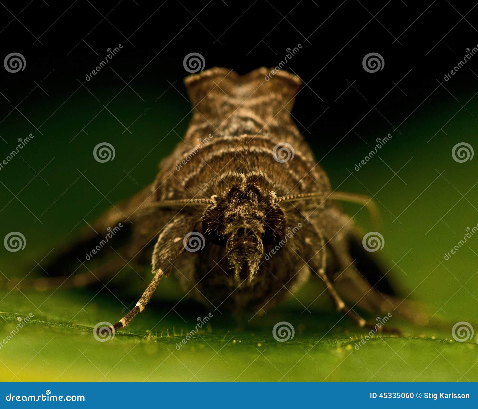 Gammafly Autographa gamma stock photo. Image of double - 45335060