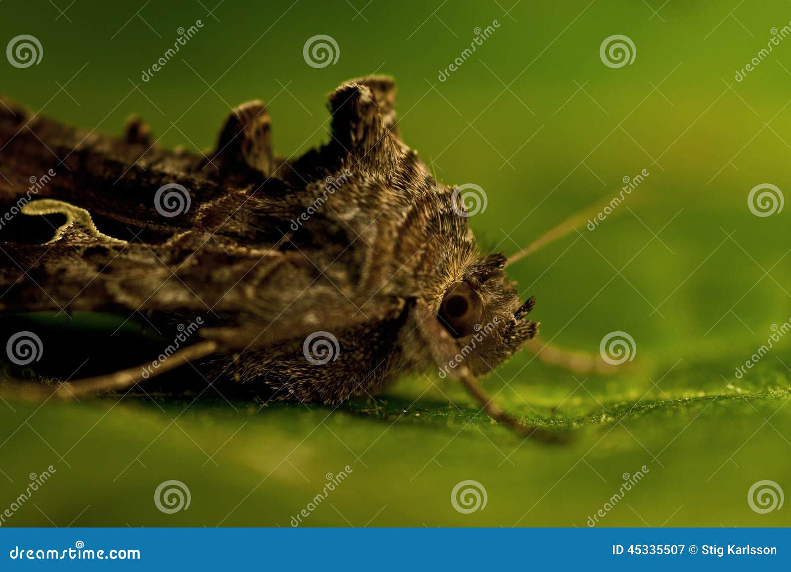 Gammafly Autographa gamma stock image. Image of entomology - 45335507