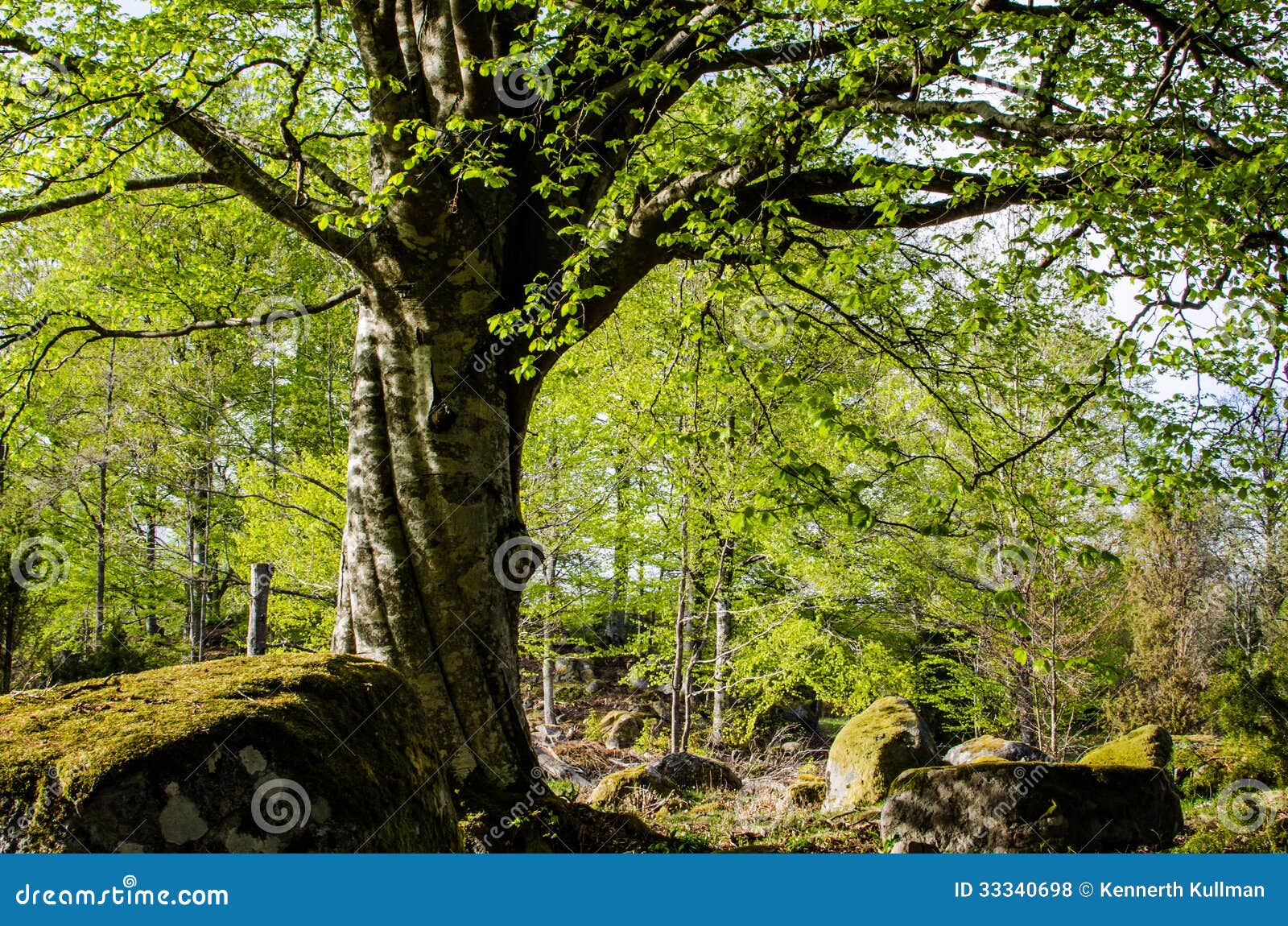 Gammal Bokträd Royaltyfria Foton - Bild: 33340698