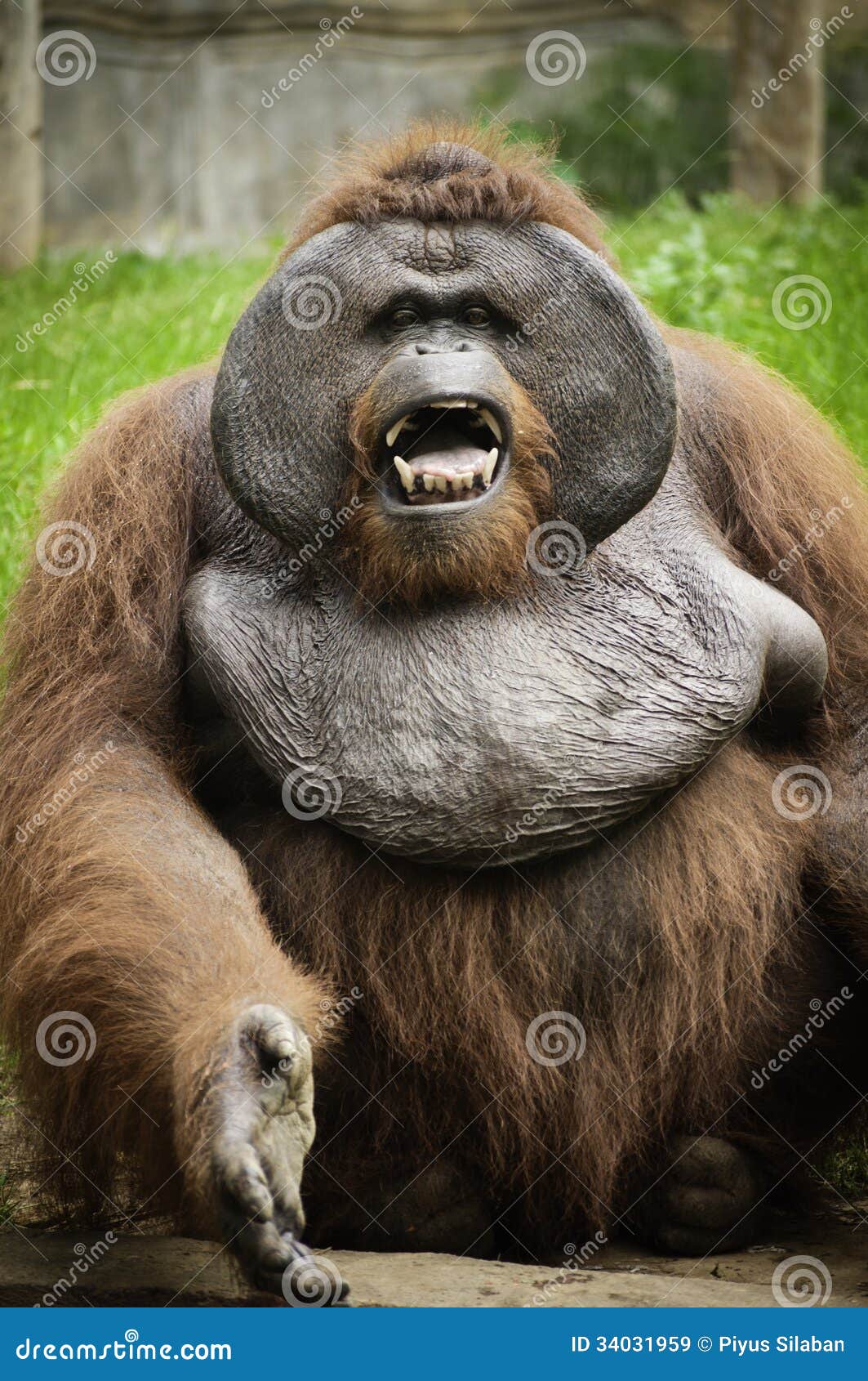 Gammal orangutang Utan fotografering för bildbyråer. Bild av anhydrous ...