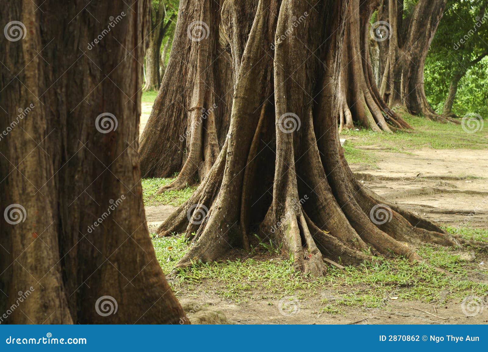 Gammala trees arkivfoto. Bild av stam, förfall, träd, skog - 2870862