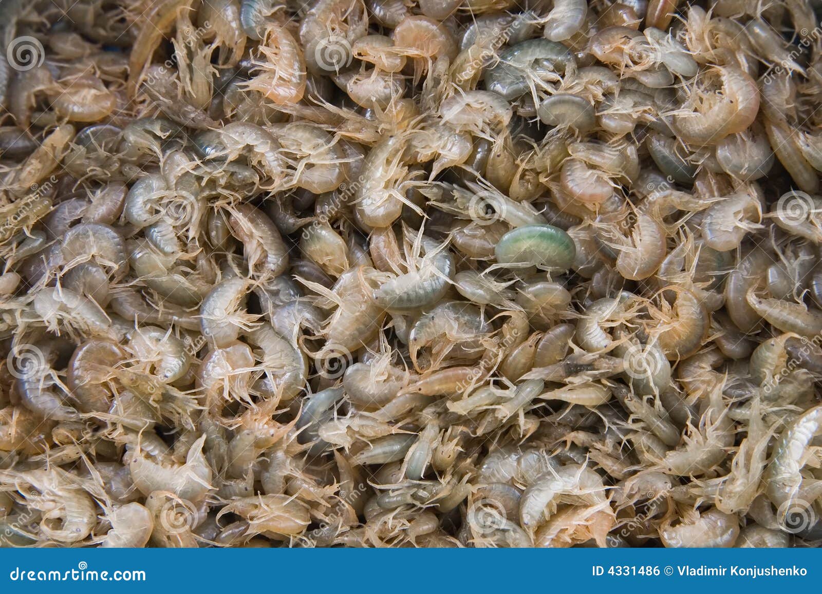 Gammarus stock photo. Image of close, hobby, shellfish - 4331486