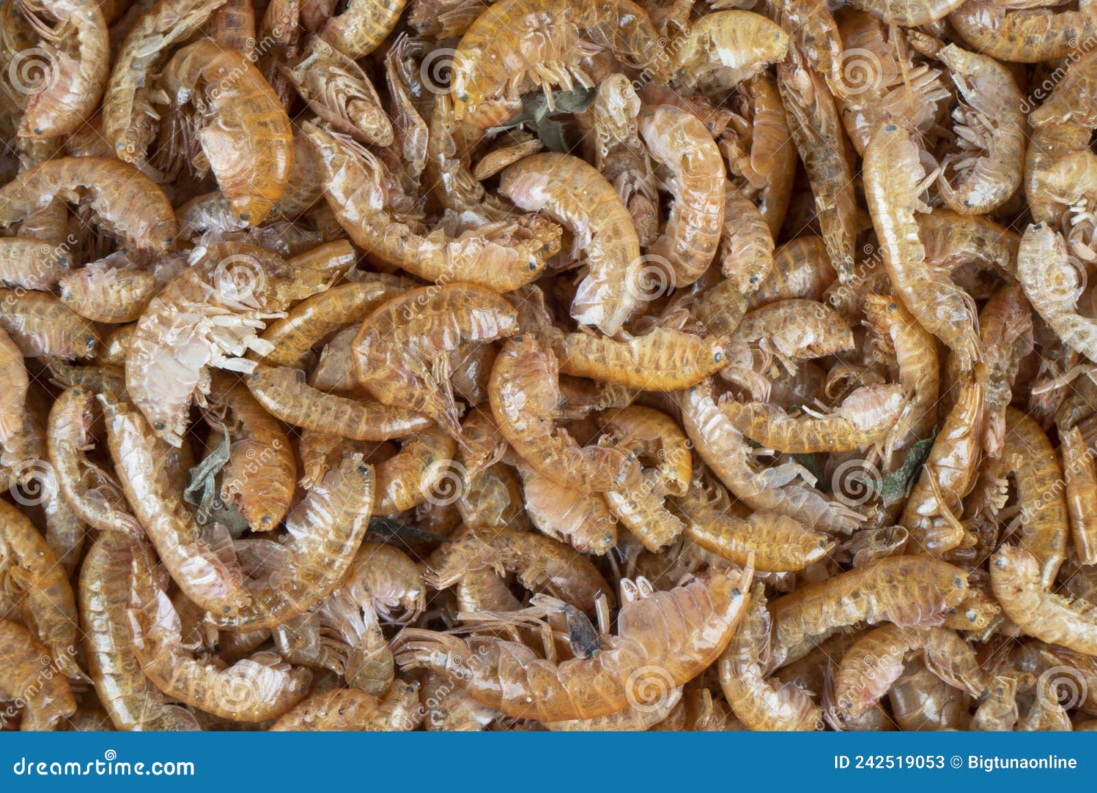 Dried Gammarus Pulex By Microscope. Small Crustacean Amphipoda ...