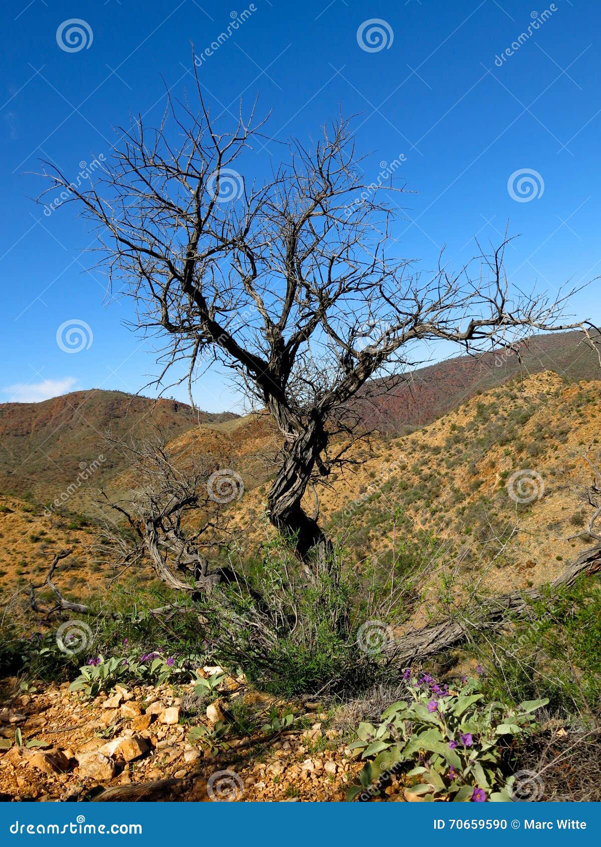 Gammon Ranges, South Australia Stock Photo - Image of environment ...