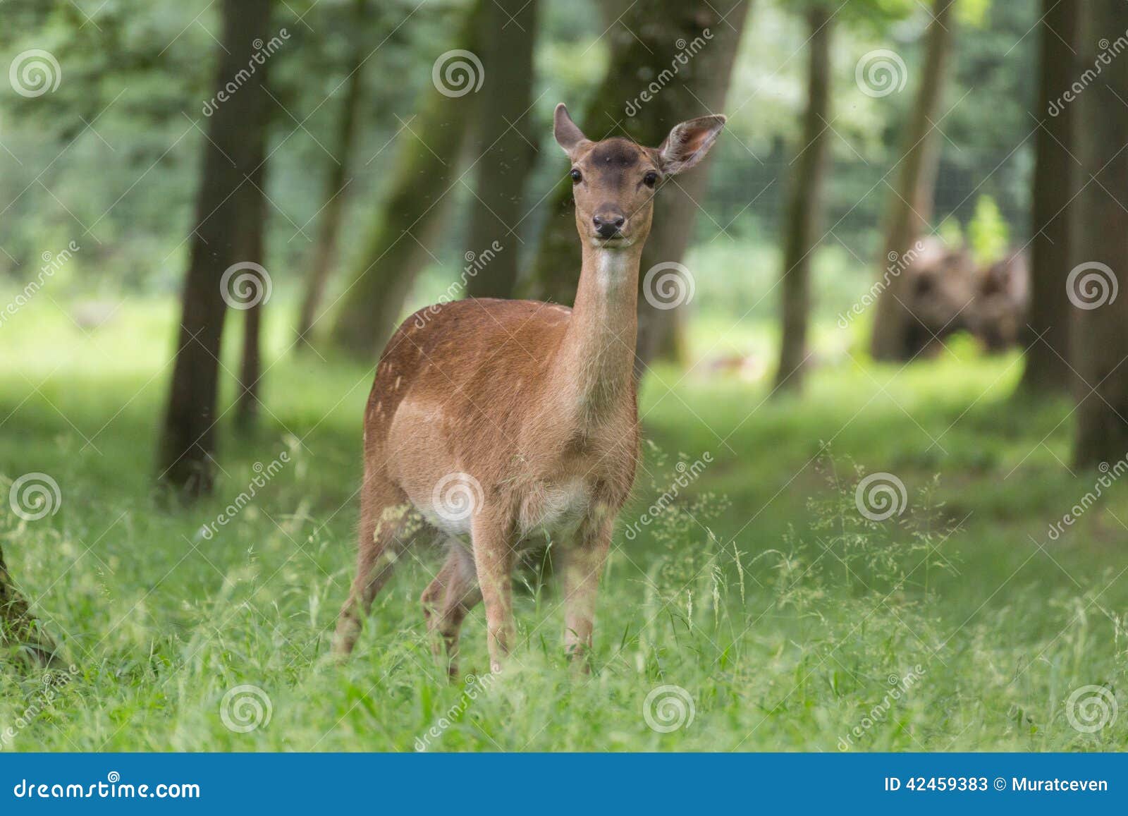 Gamos Que Olham E Que Ruminam Imagem de Stock - Imagem de escuro ...