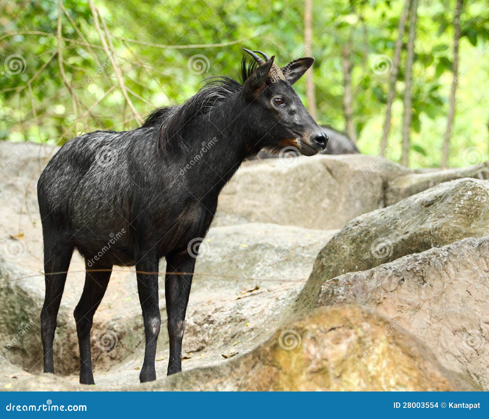 Gamuza foto de archivo. Imagen de tailandés, animal, soporte - 28003554