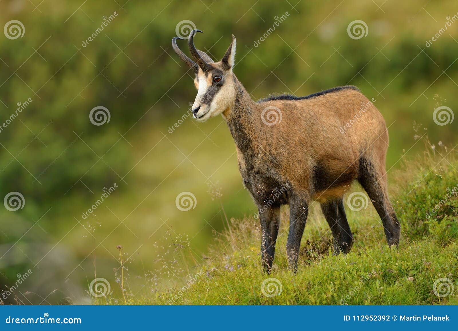 Gamuza - Rupicapra Del Rupicapra Foto de archivo - Imagen de claxon ...