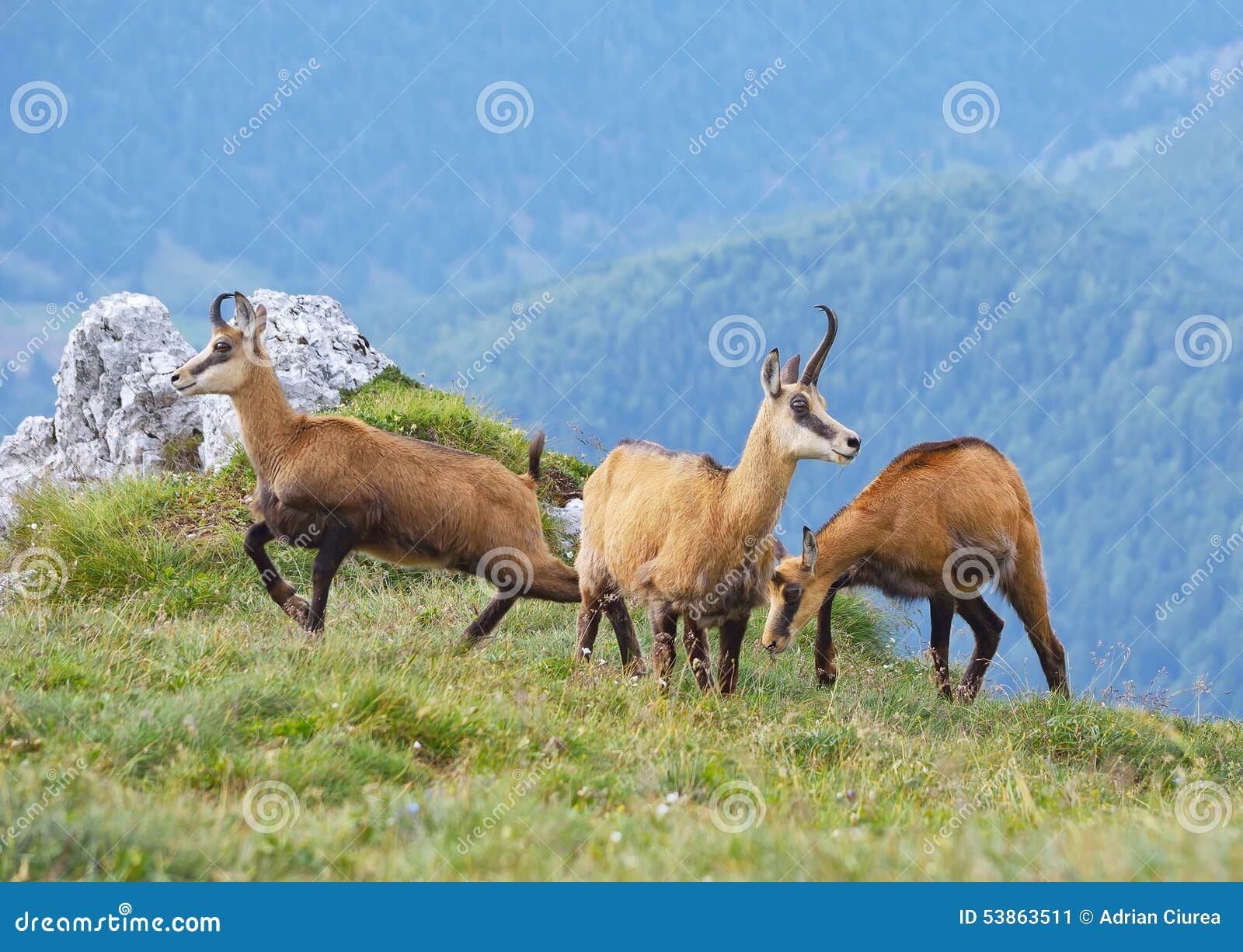 Gamuza (rupicapra Del Rupicapra) Imagen de archivo - Imagen de claxon ...