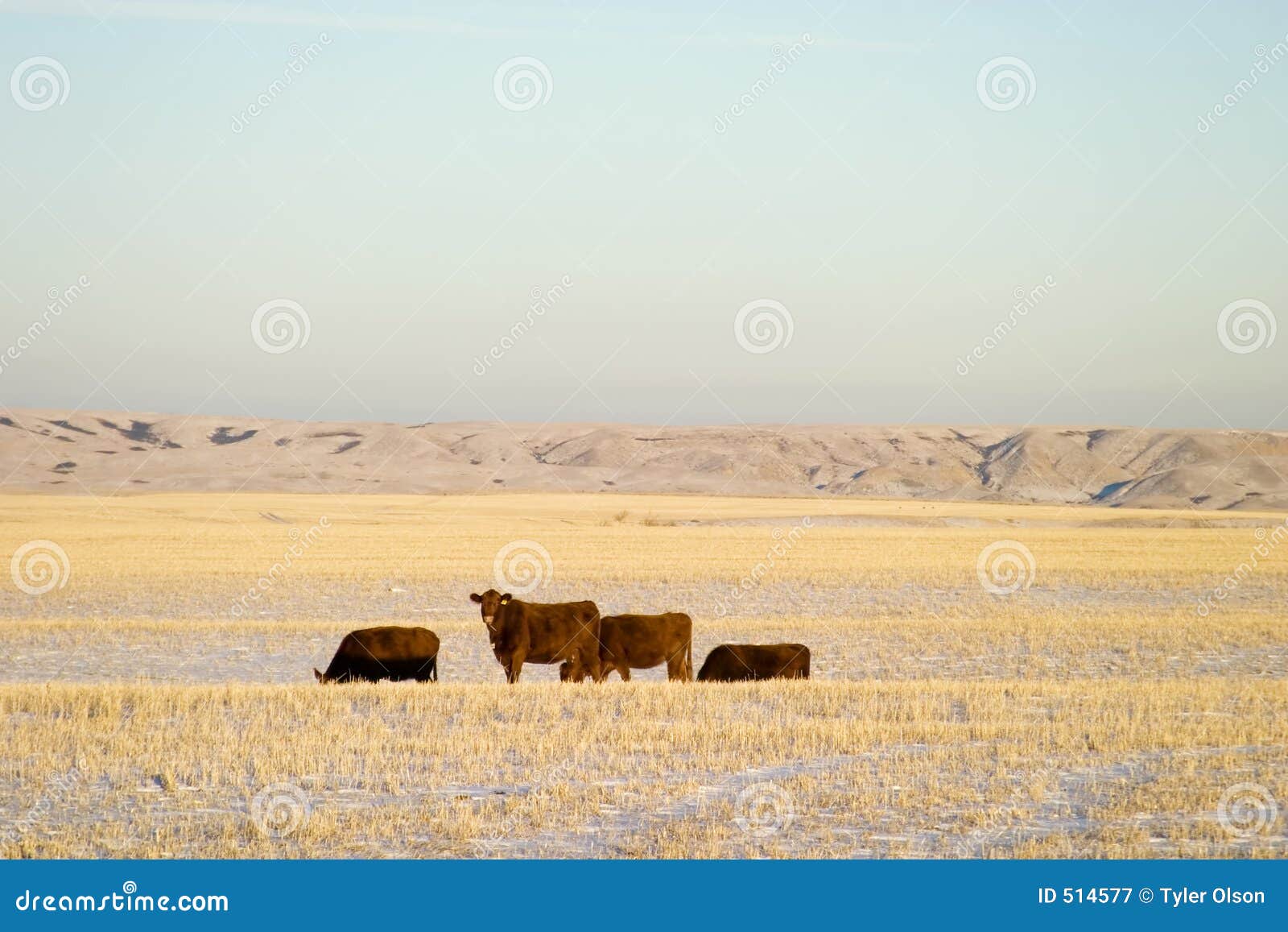 Ganado imagen de archivo. Imagen de pradera, caliente, saskatchewan ...