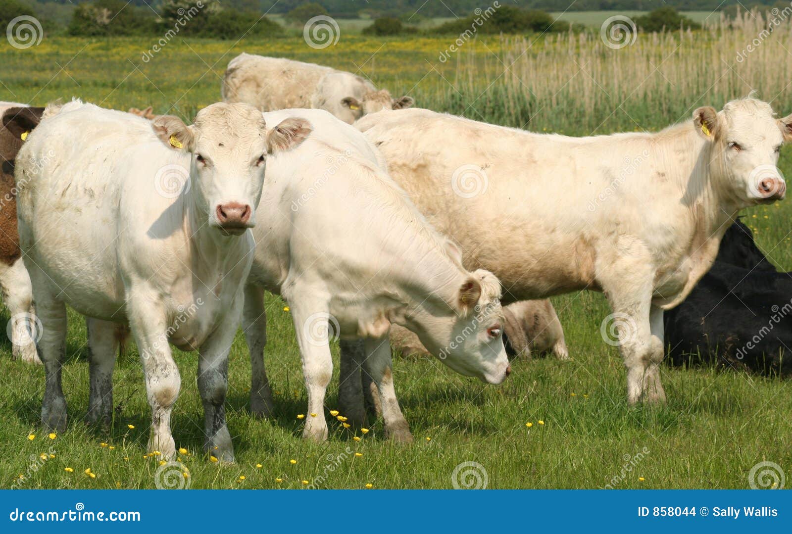 Ganado blanco del pantano foto de archivo. Imagen de pradera - 858044