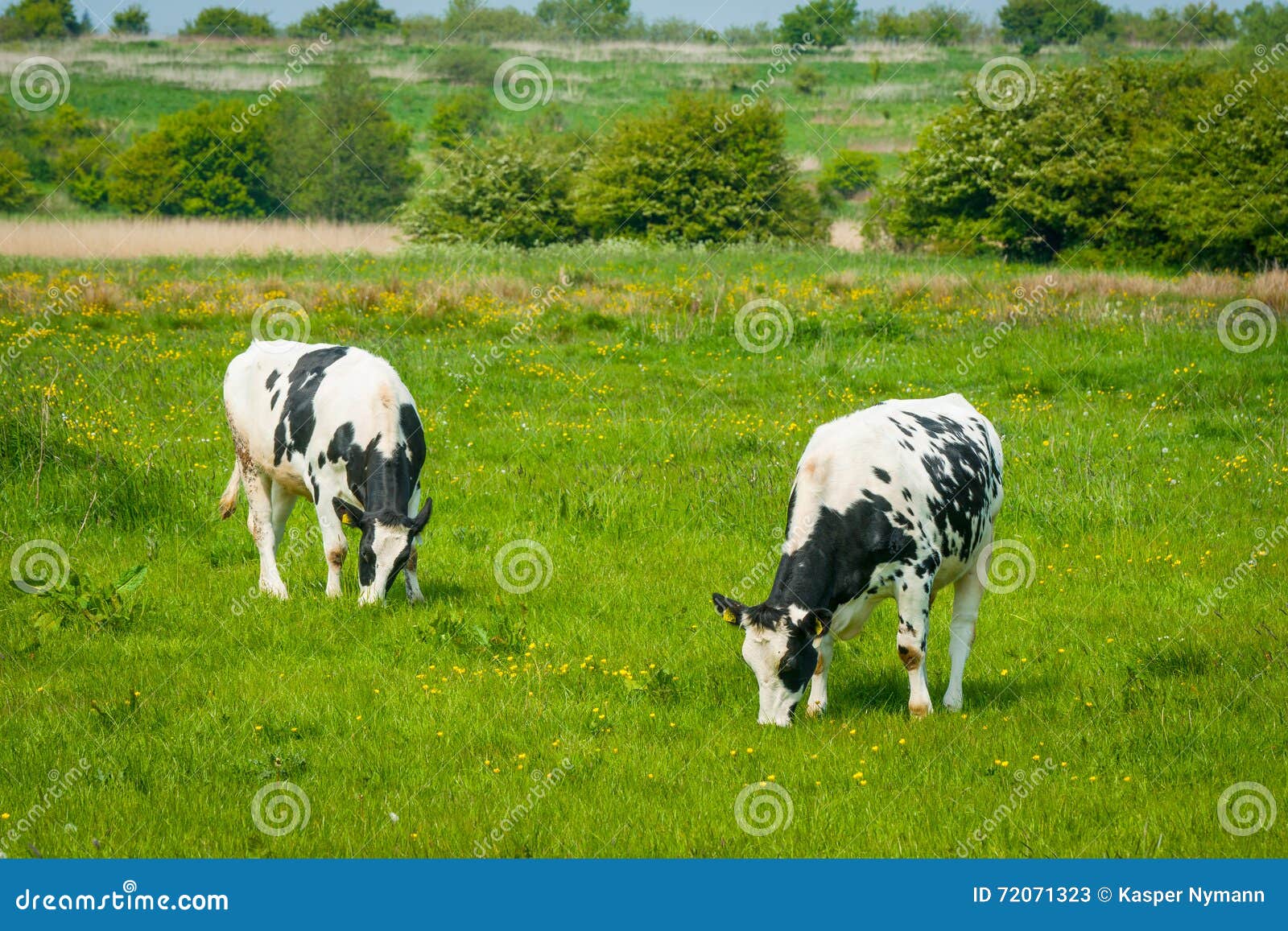 Ganado Blanco Y Negro En Un Prado Verde Imagen de archivo - Imagen de ...