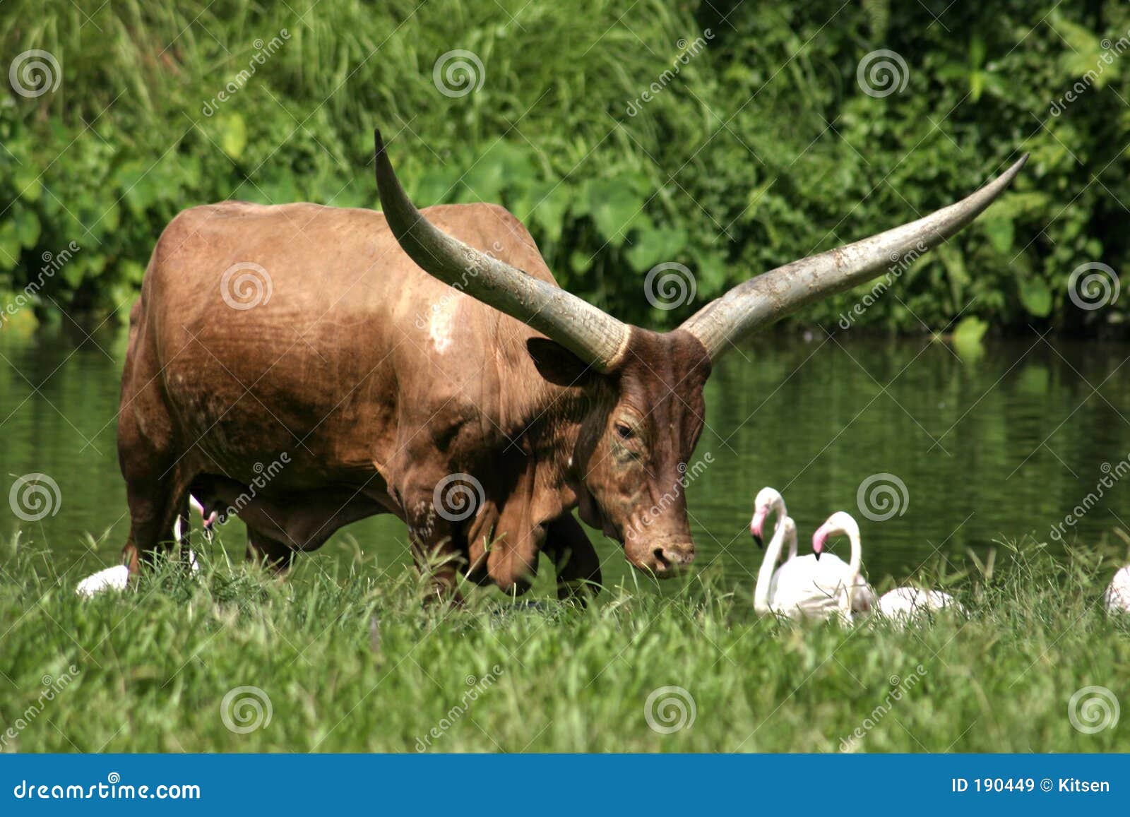 Ganado De Ankoli Imagen. Imagen: 190449