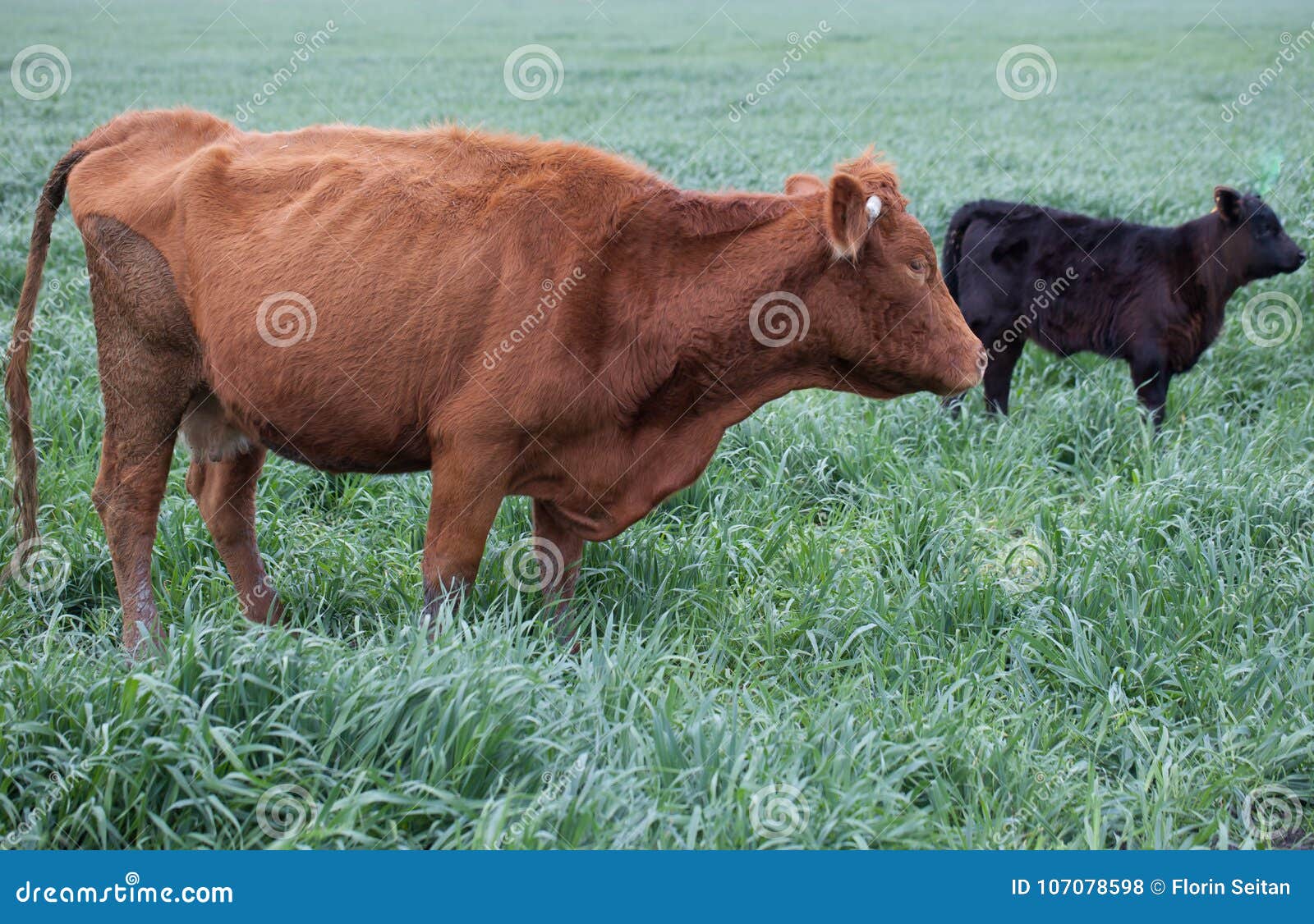 Ganado De Brown Angus Con El Becerro Negro Foto de archivo - Imagen de ...