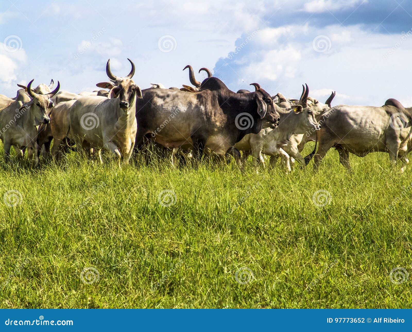 Ganado de Guzera foto de archivo. Imagen de farmland - 97773652