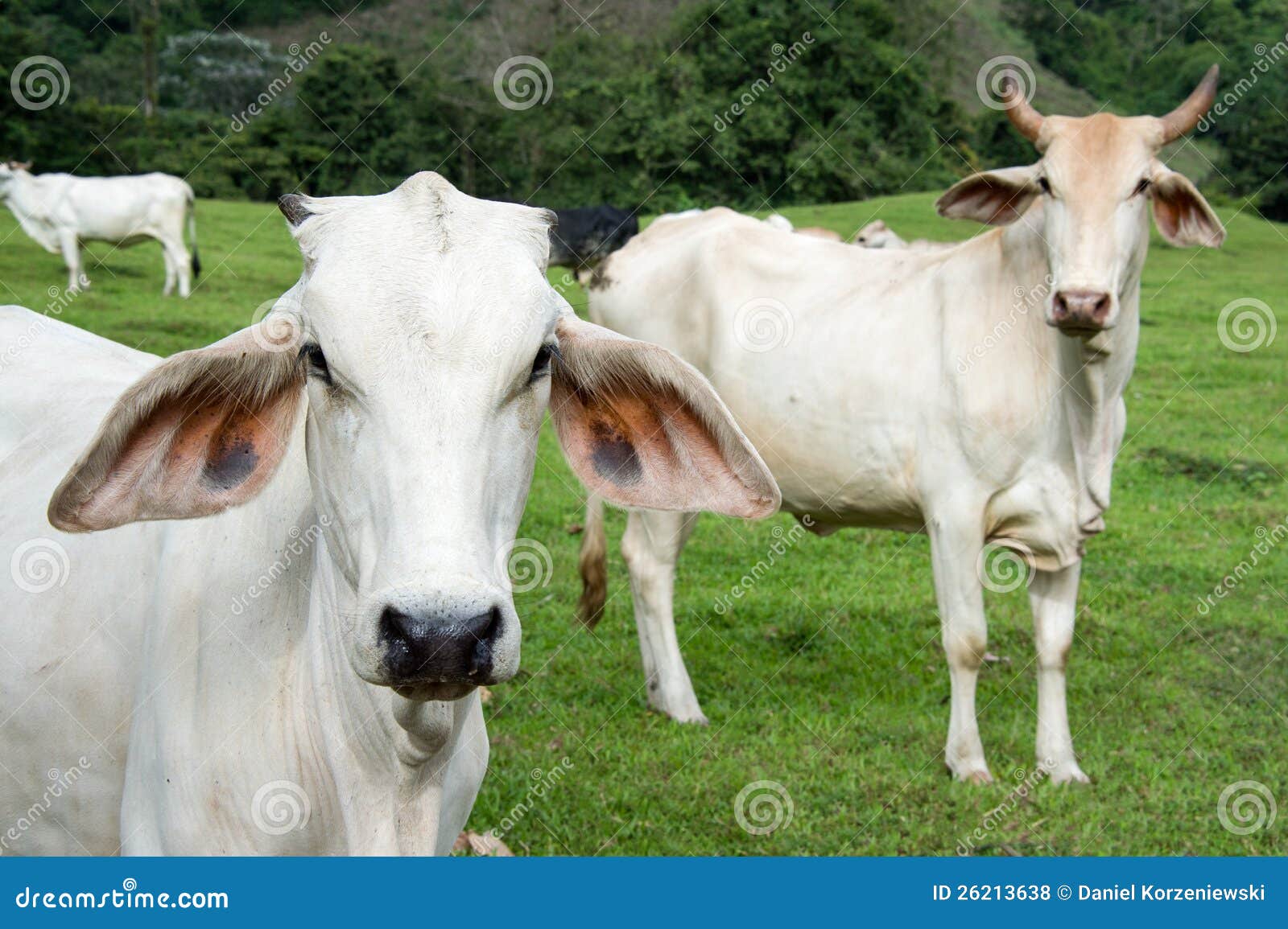 Ganado de la vaca del cebú foto de archivo. Imagen de verde - 26213638