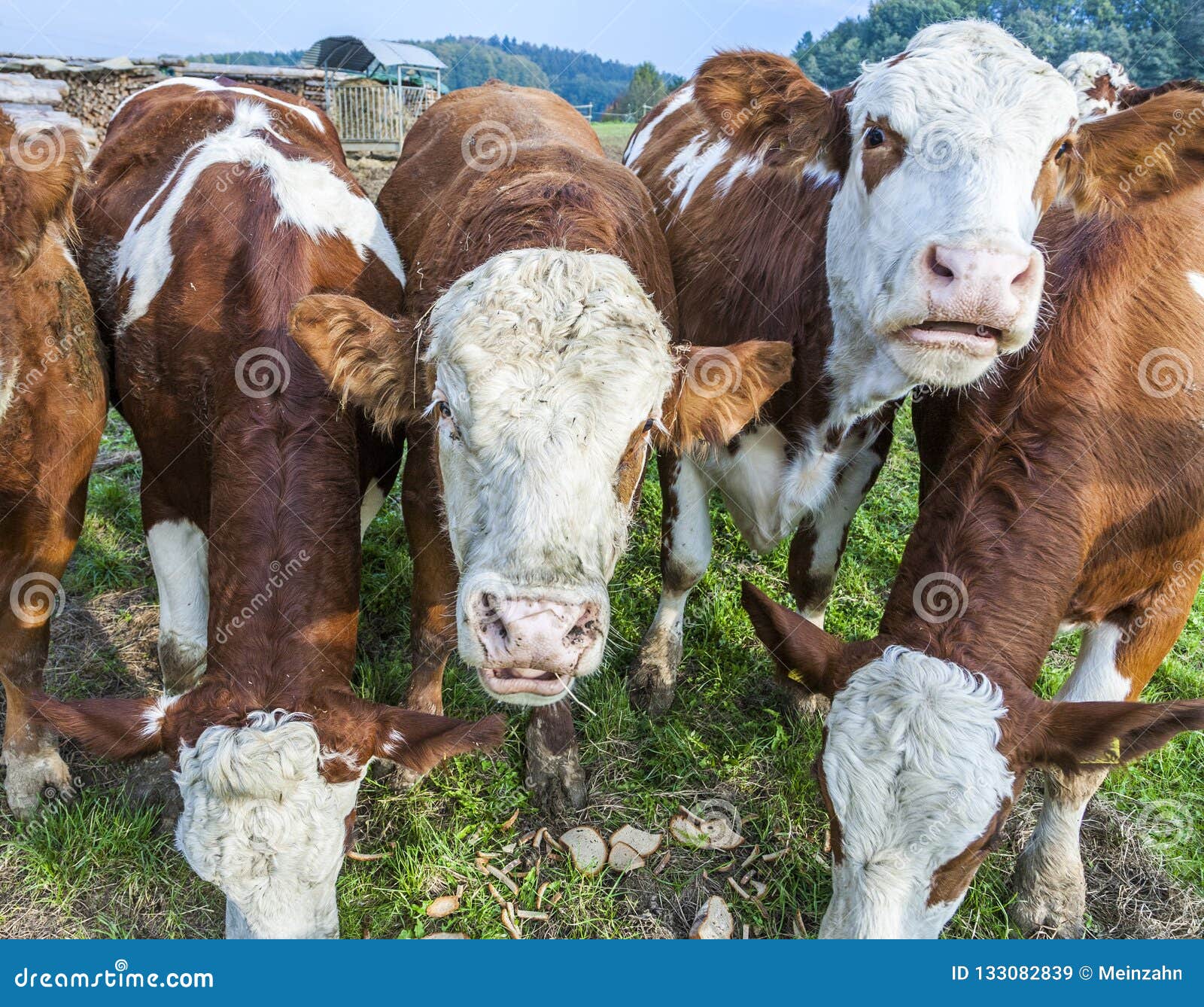 Ganado De Vacas Jovenes Fotos De Stock - Descarga 340 Fotos Libres de ...