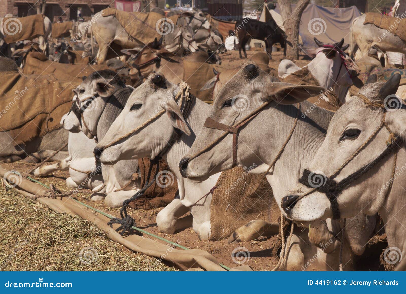 Ganado indio justo foto de archivo. Imagen de vaca, asia - 4419162