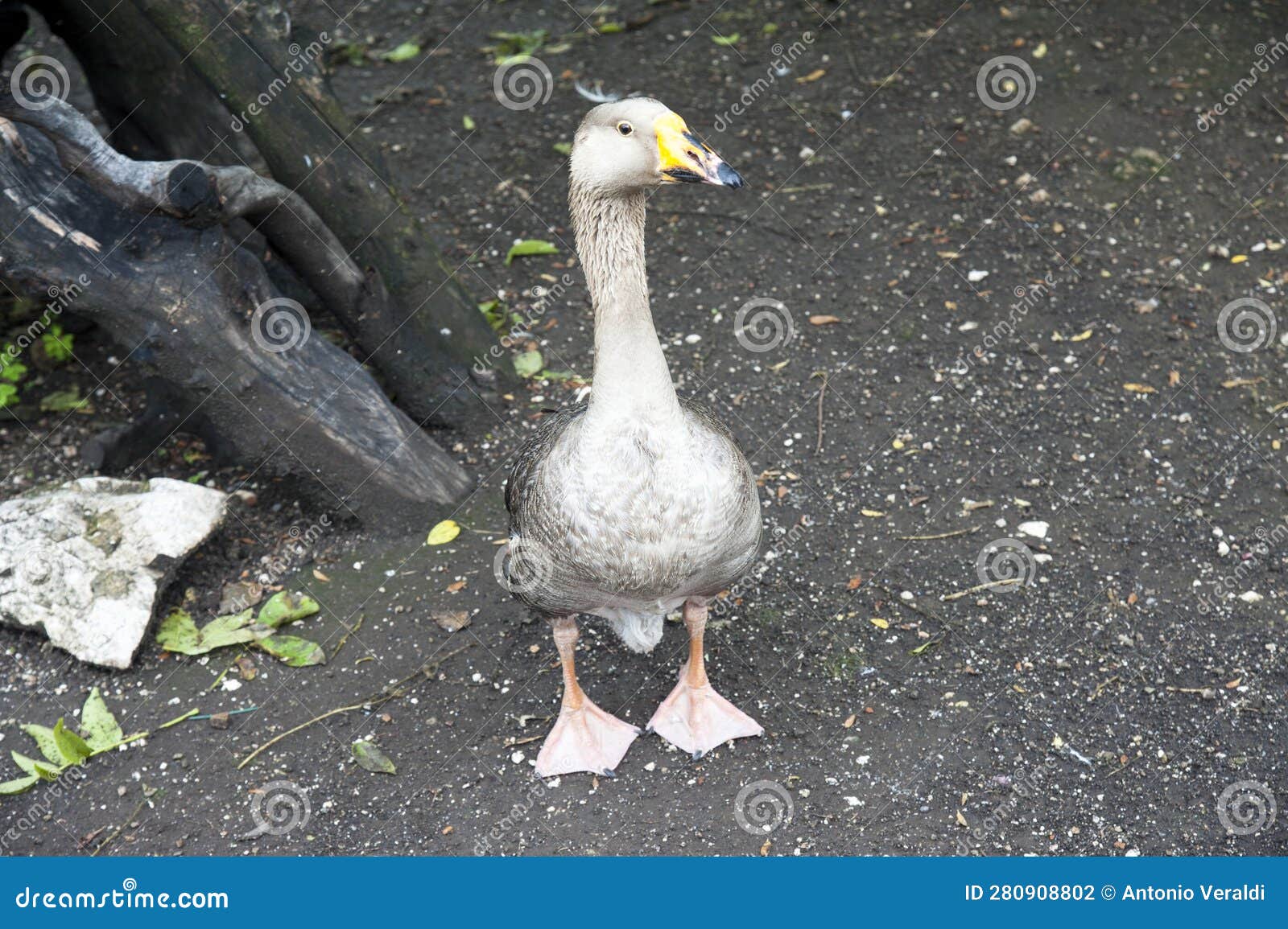 Gander in the farmyard. stock photo. Image of farm, pose - 280908802