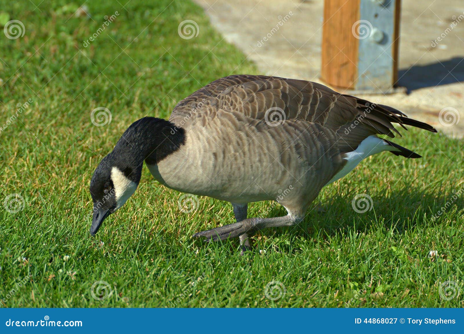 A Gander at a Goose stock image. Image of goose, walks - 44868027