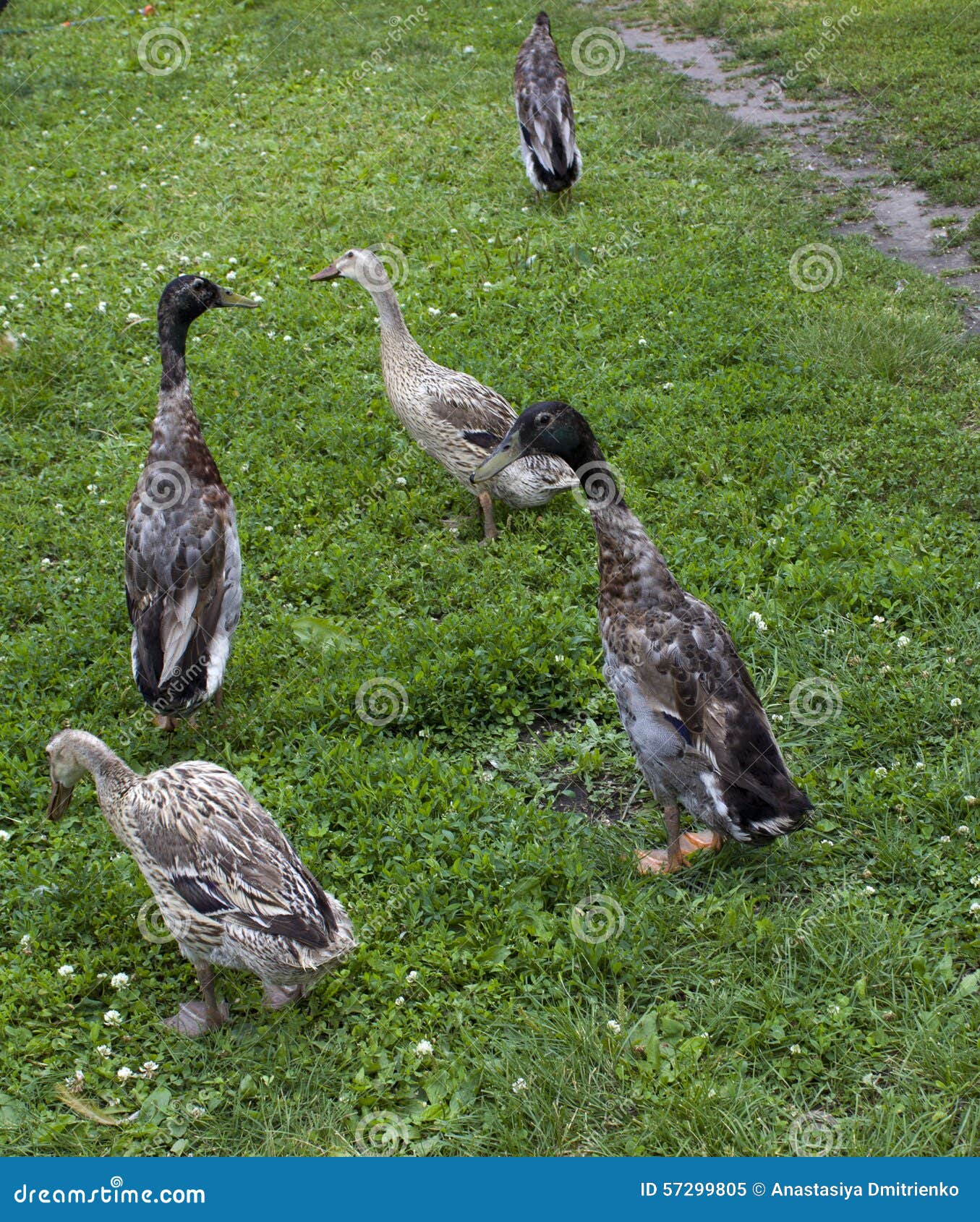 Gander stock image. Image of green, nature, domestic - 57299805