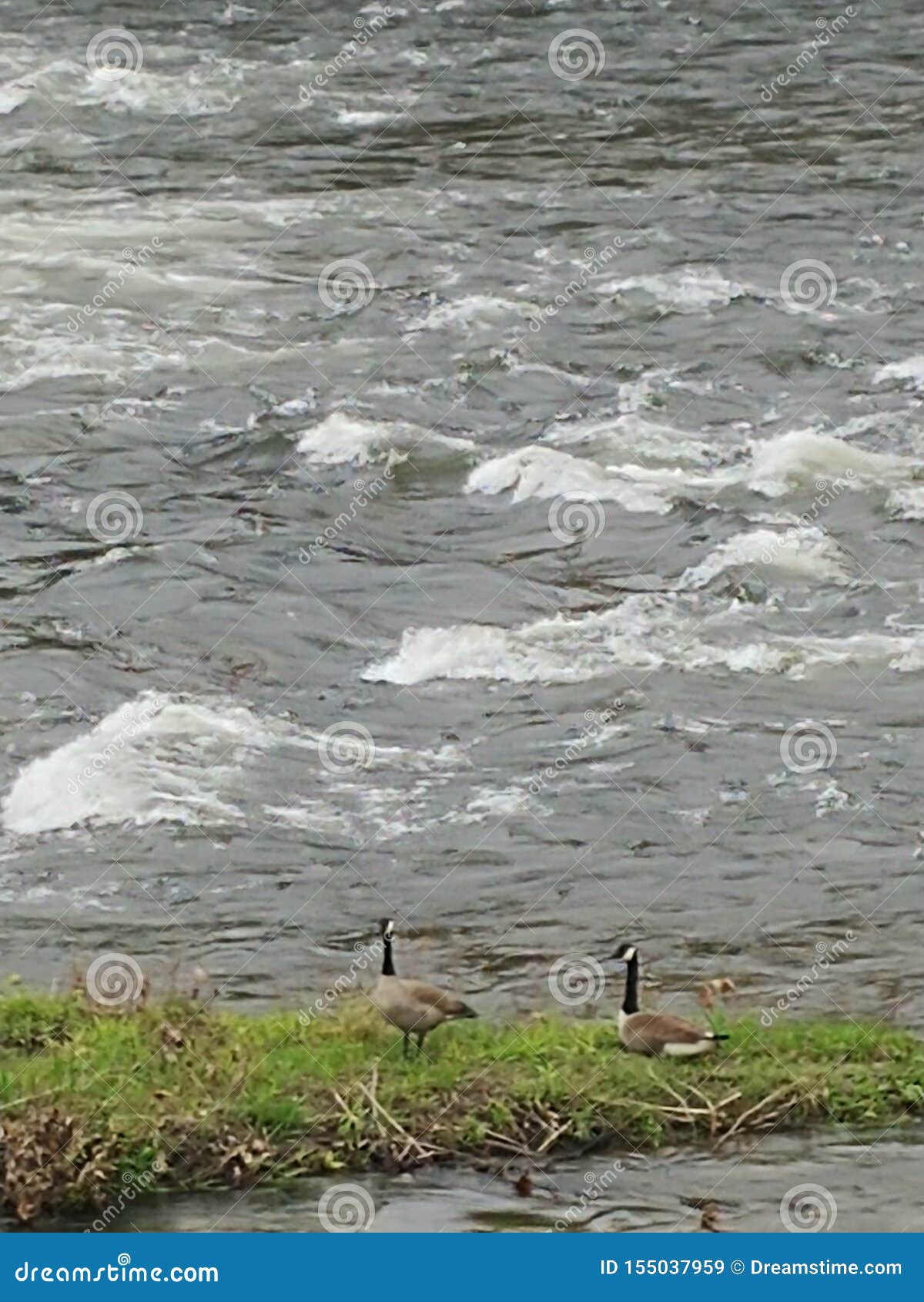 Gander River flow stock image. Image of flow, river - 155037959