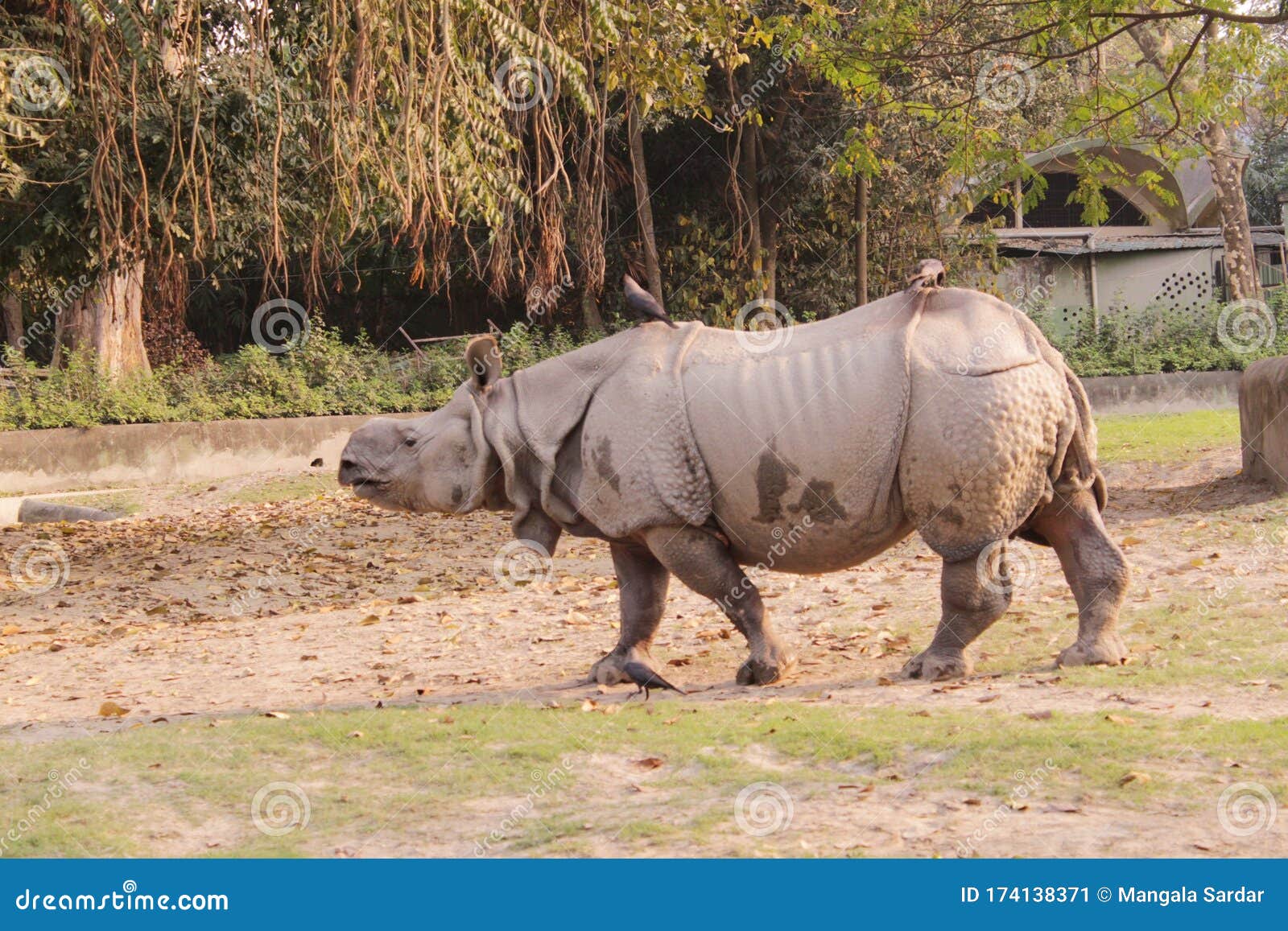 This is Gander Stock Photo Image. Stock Image - Image of outdoor ...