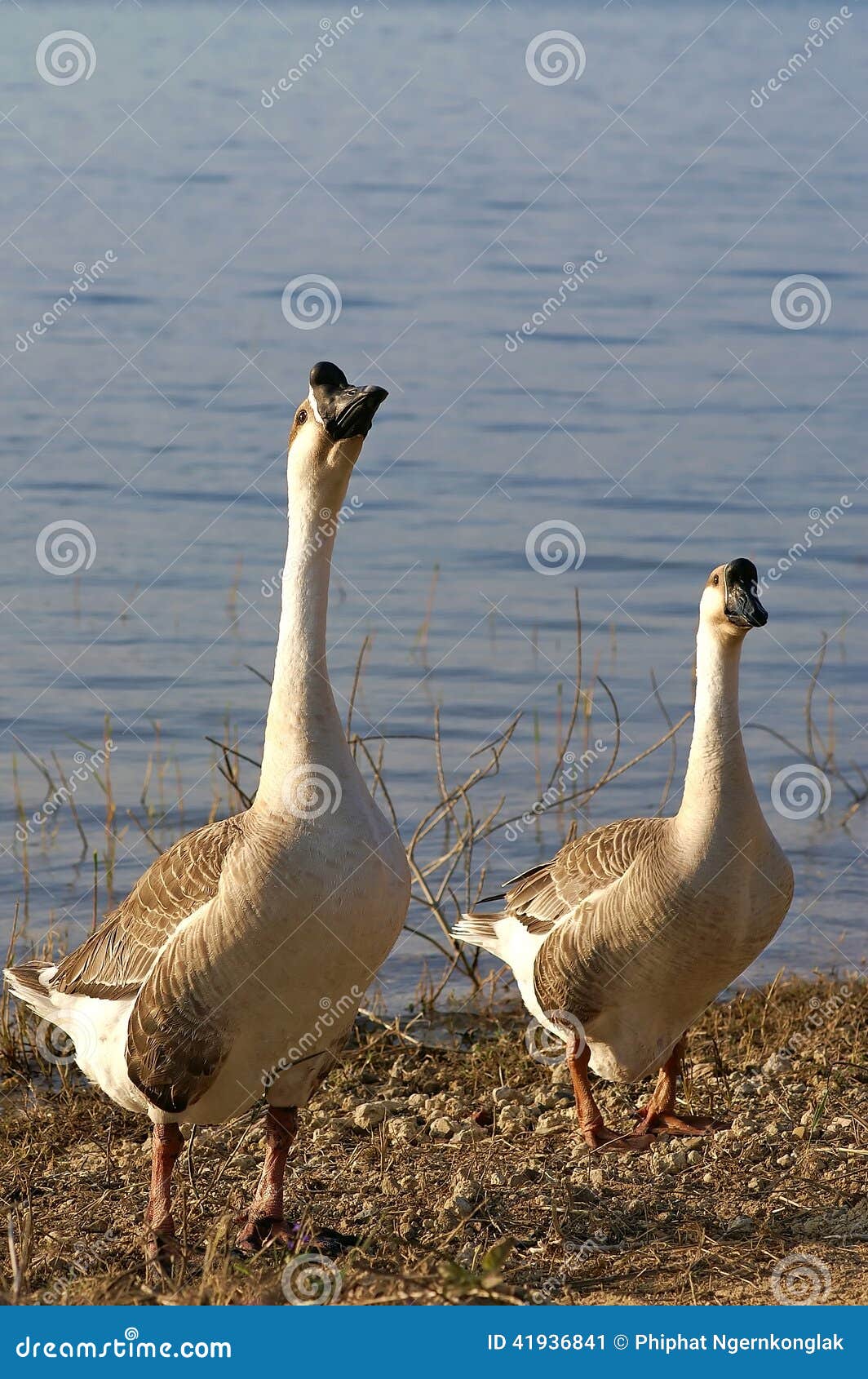 Gander stock image. Image of creature, life, nature, wallpaper - 41936841