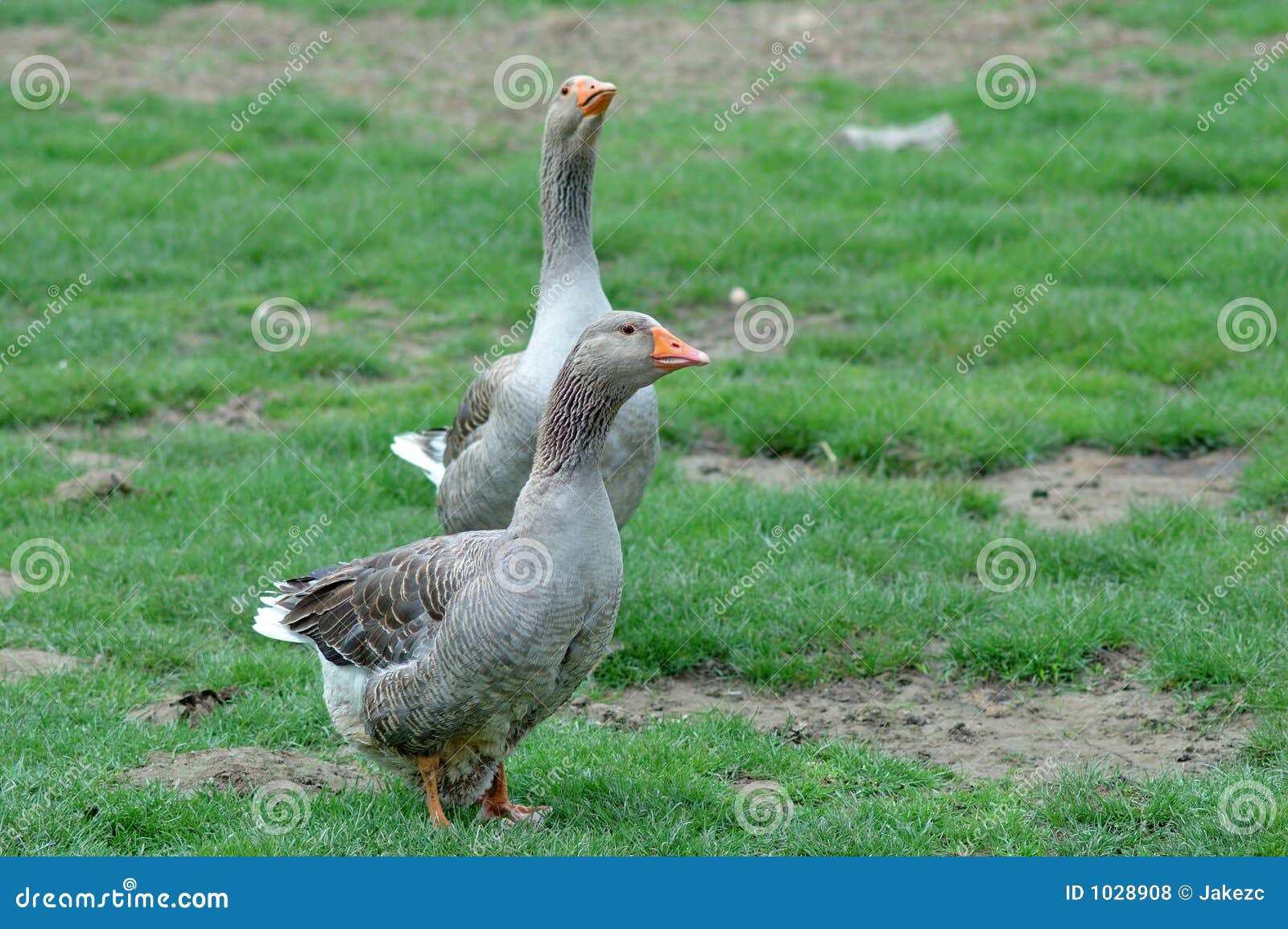 Ganders stock photo. Image of fowl, farming, domestic - 1028908