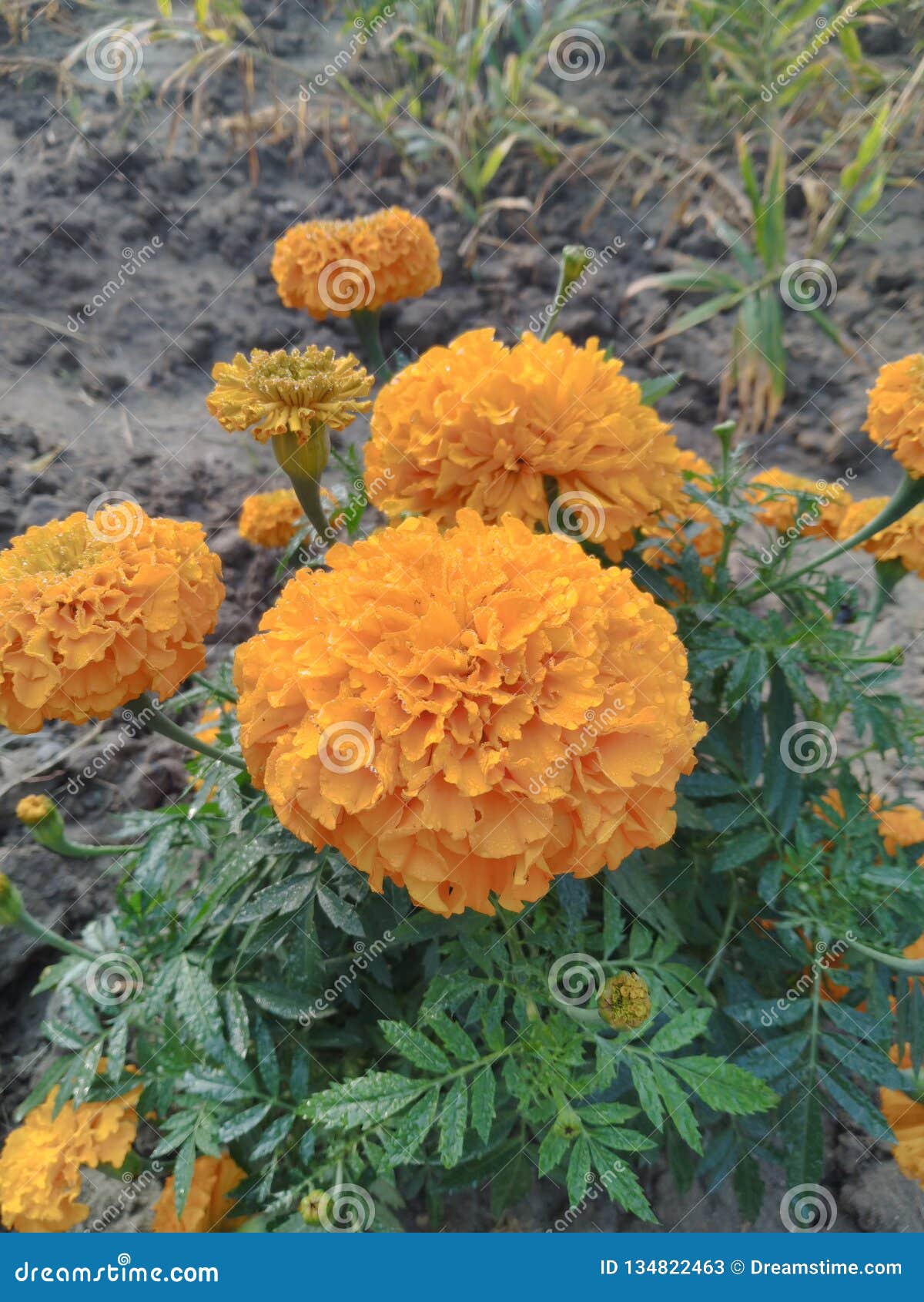 Gandha Flower so sweet stock image. Image of sweet, group - 134822463