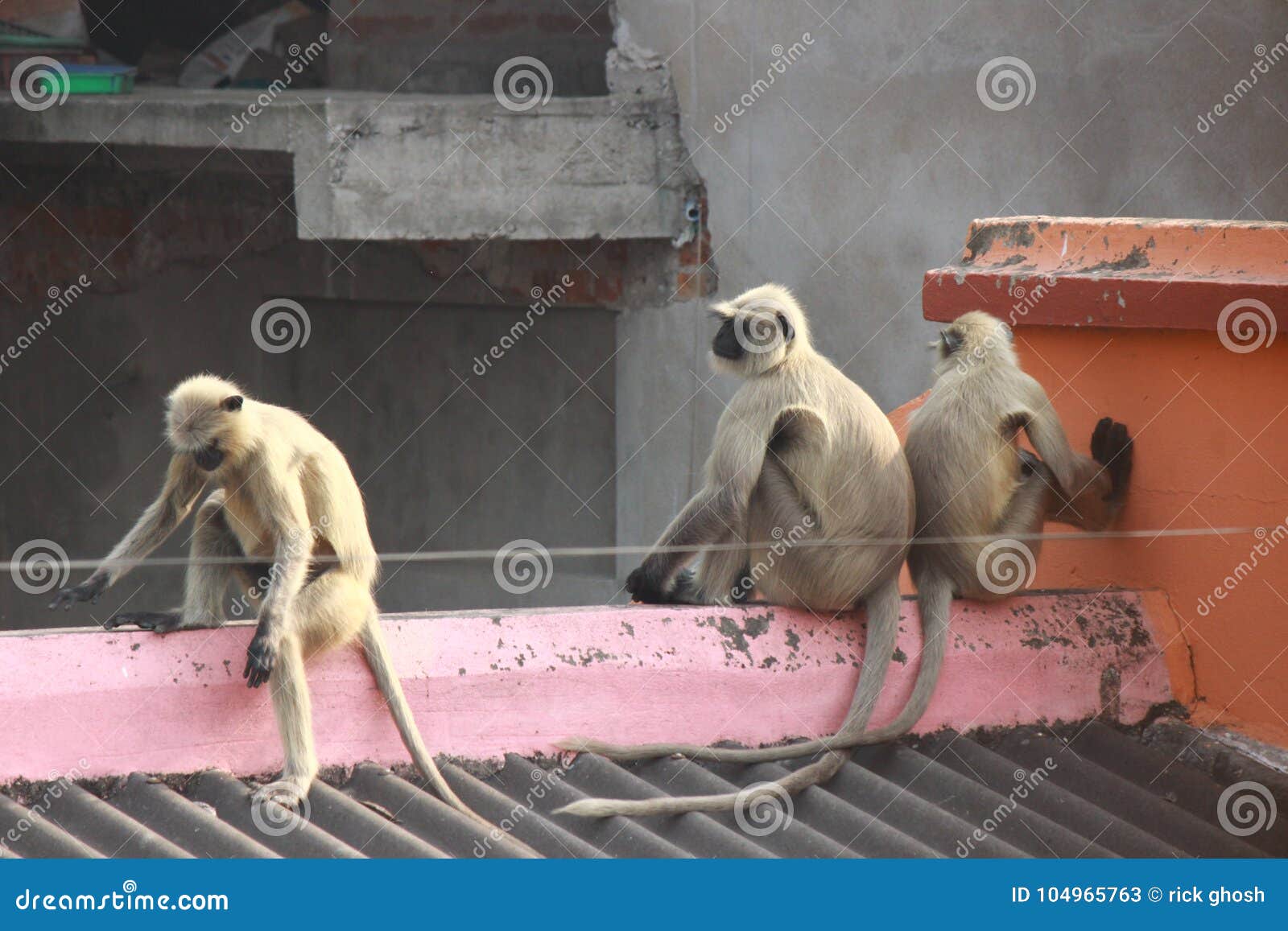 Gang bang of monkeys stock image. Image of bang, monkeys - 104965763
