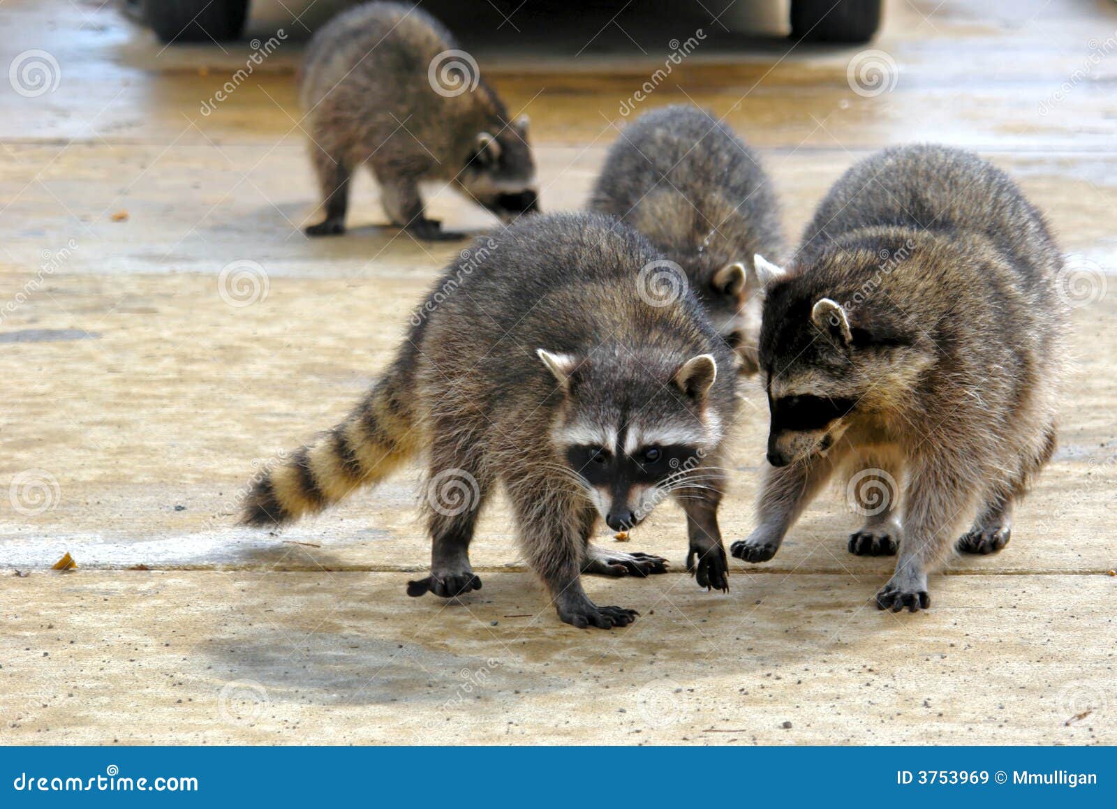 Gang of coons stock image. Image of racoons, parts, raccoons - 3753969