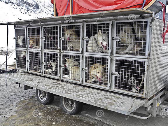 A gang of dogs stock photo. Image of pass, alps, sled - 18897148