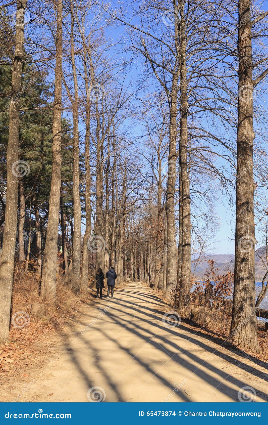Gang door rij van bomen stock foto. Image of gras, nave - 65473874