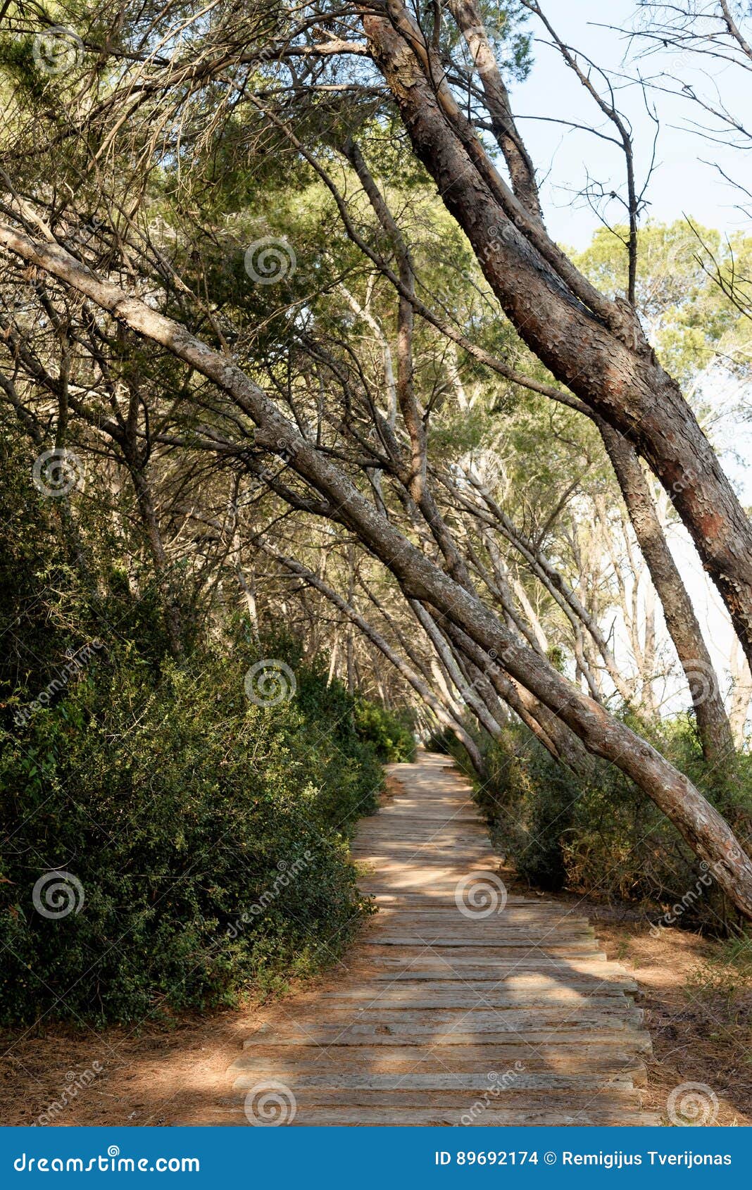 Gang Van Planken in Het Bos Wordt Gemaakt Dat Stock Foto - Image of ...