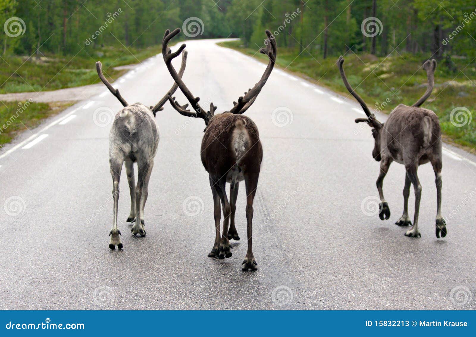 The gang walking on a road stock image. Image of hunting - 15832213