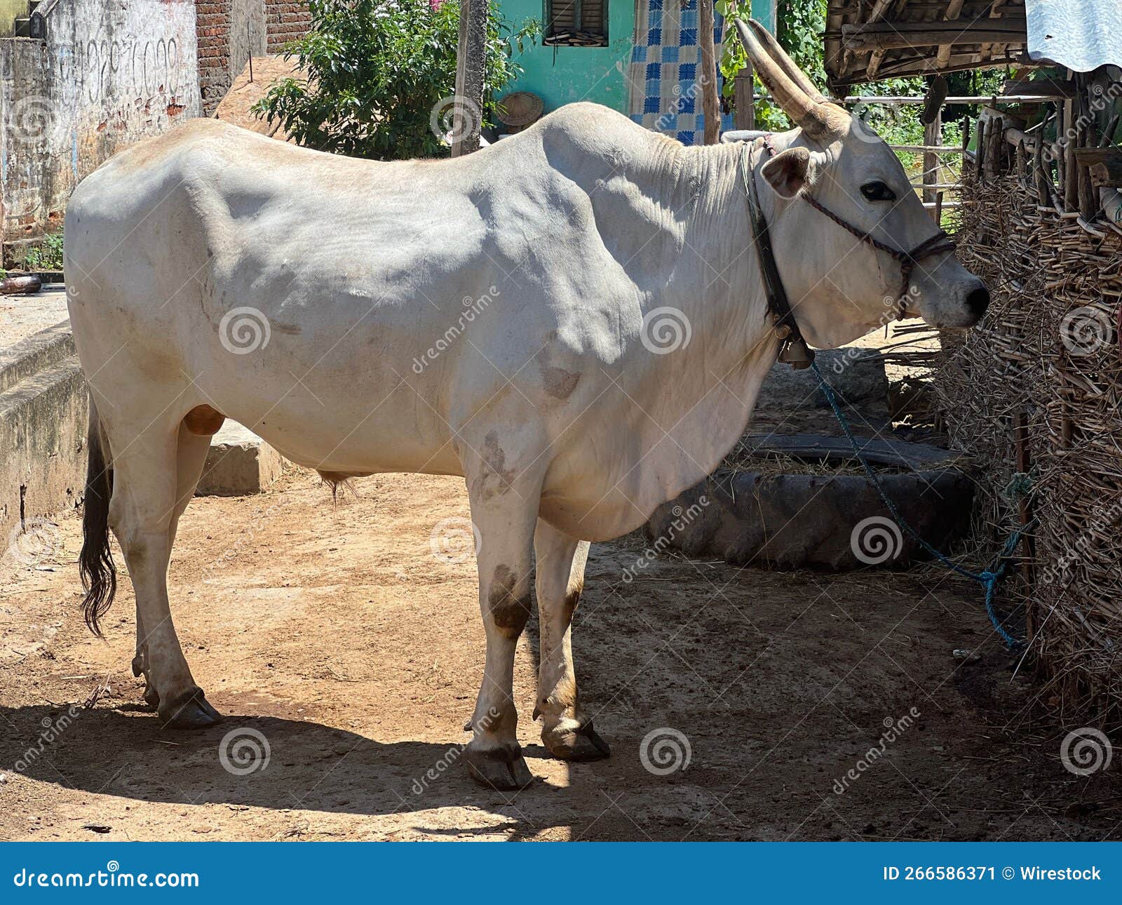 Gangatiri Cow Roped in a Barn Stock Image - Image of livestock, farm ...